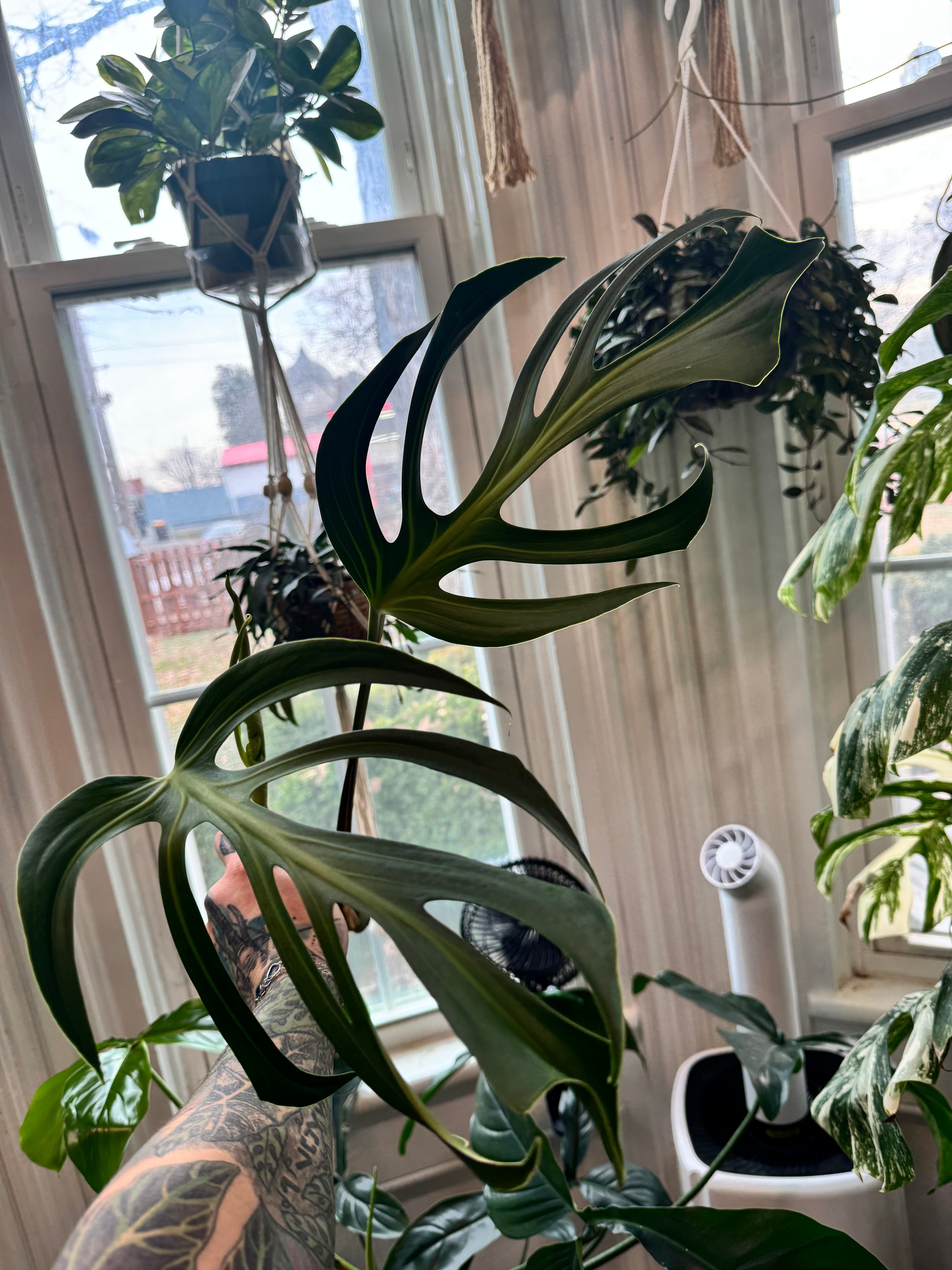 Monstera – Priest's Plant Paradise