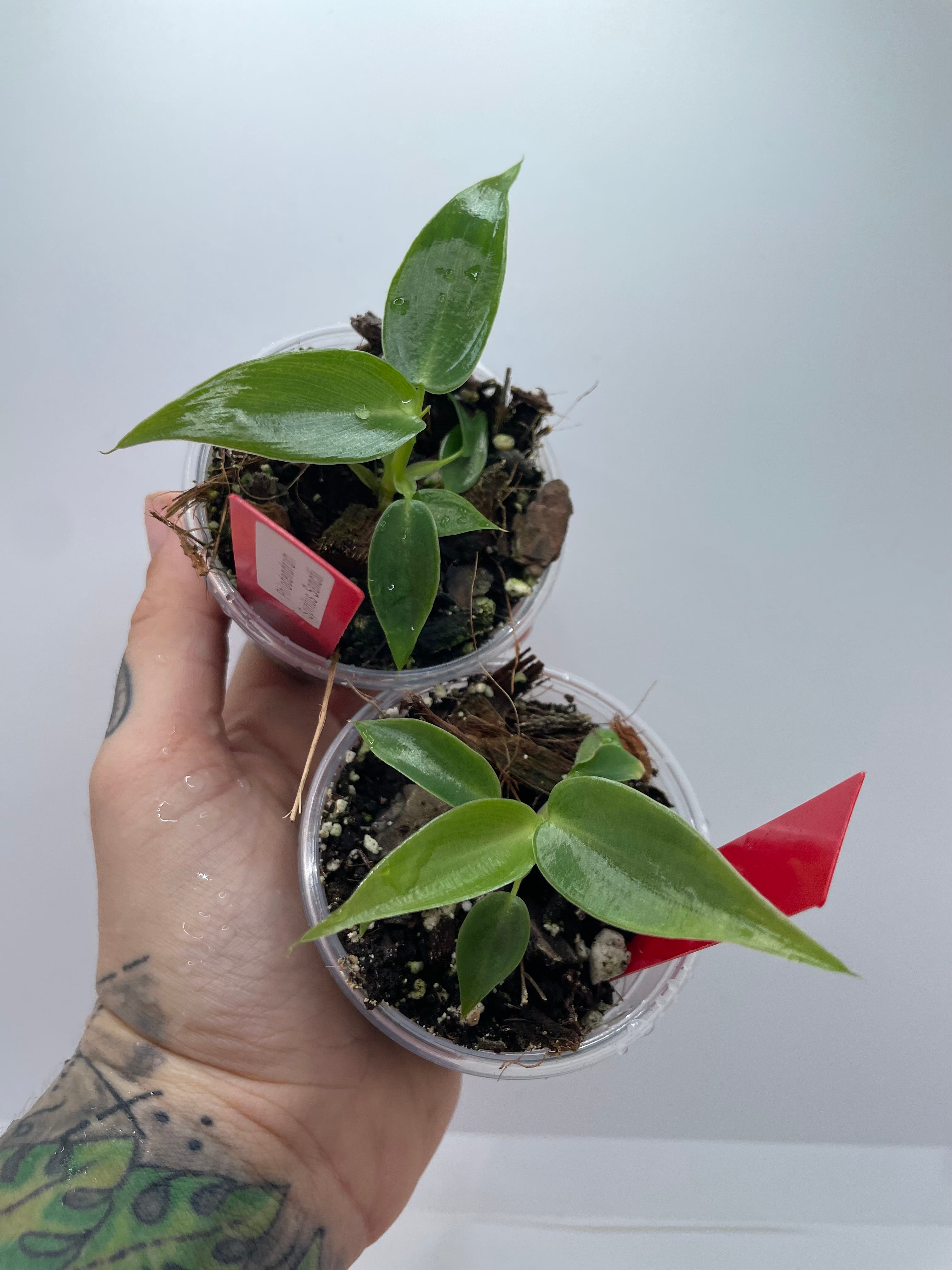 Philodendron Spiritus Sancti (rare tropical) – Priest's Plant Paradise