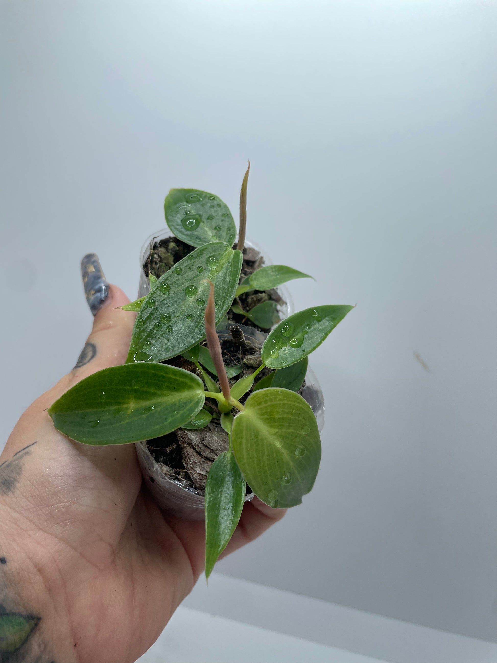 Philodendron Spiritus Sancti (rare tropical) – Priest's Plant Paradise