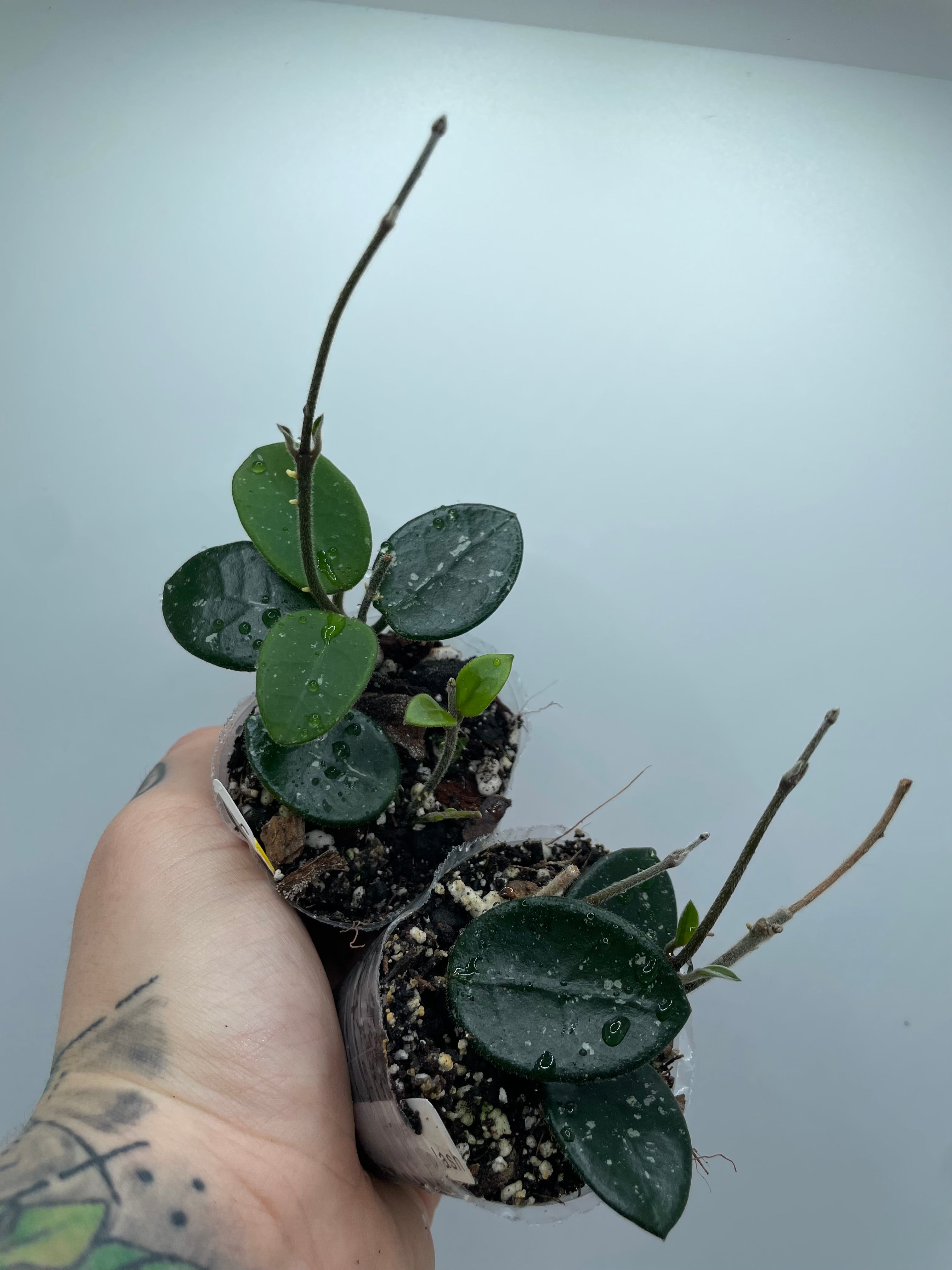 Hoya mathilde splash – Priest's Plant Paradise