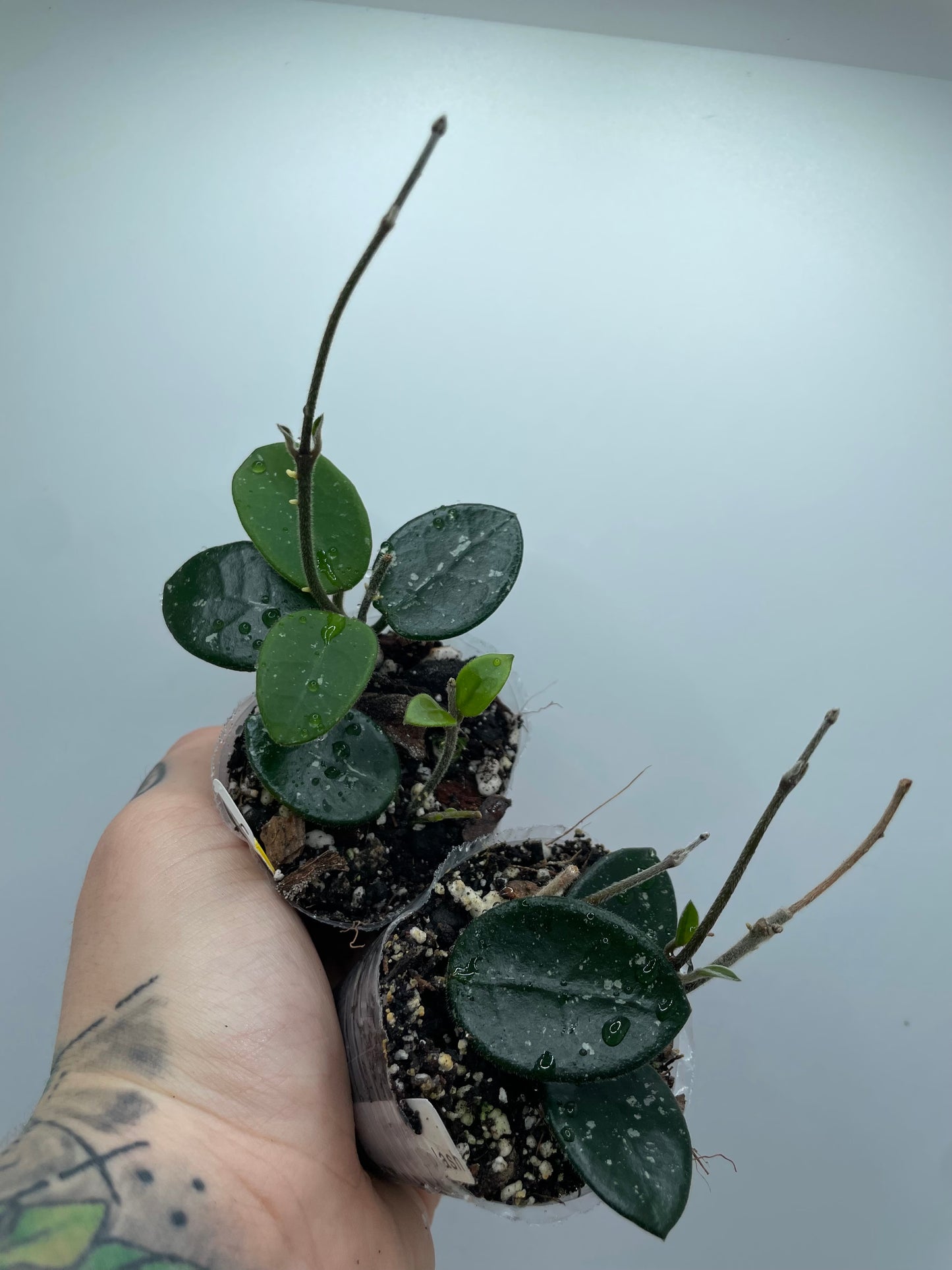 Hoya mathilde splash – Priest's Plant Paradise