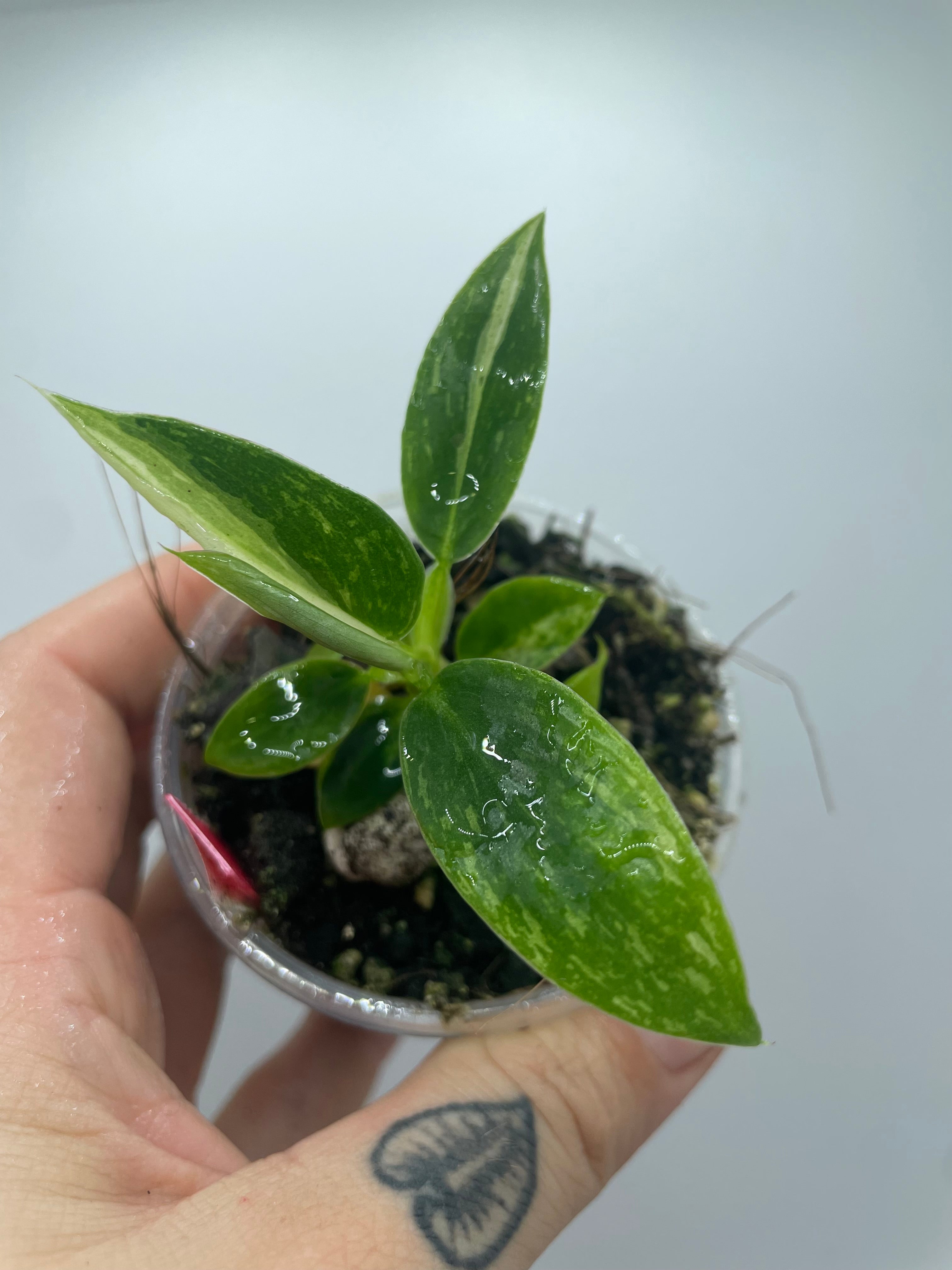 Philodendron Jose Buono (rare tropical) – Priest's Plant Paradise