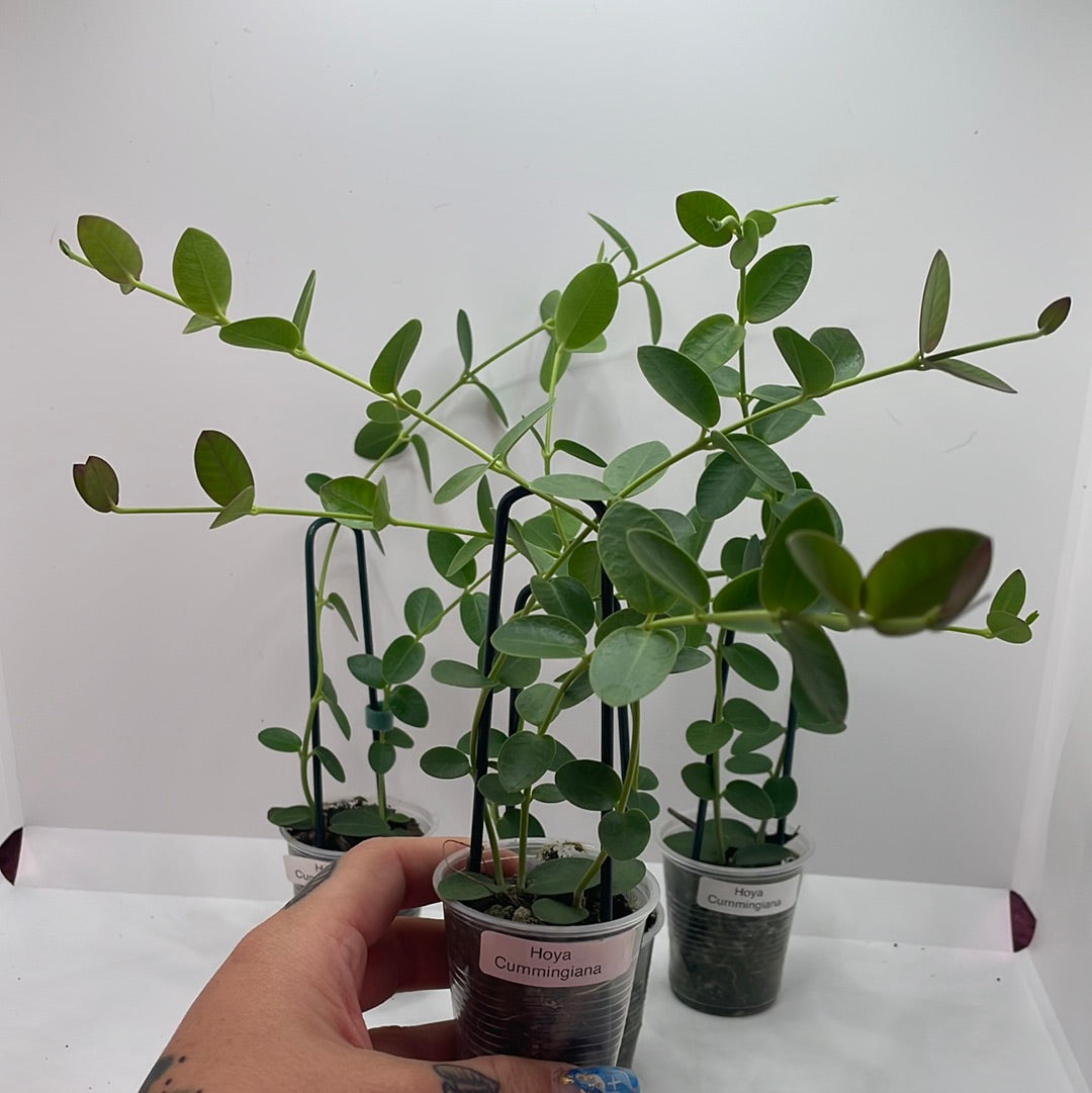 Hoya Cummingiana – Priest's Plant Paradise