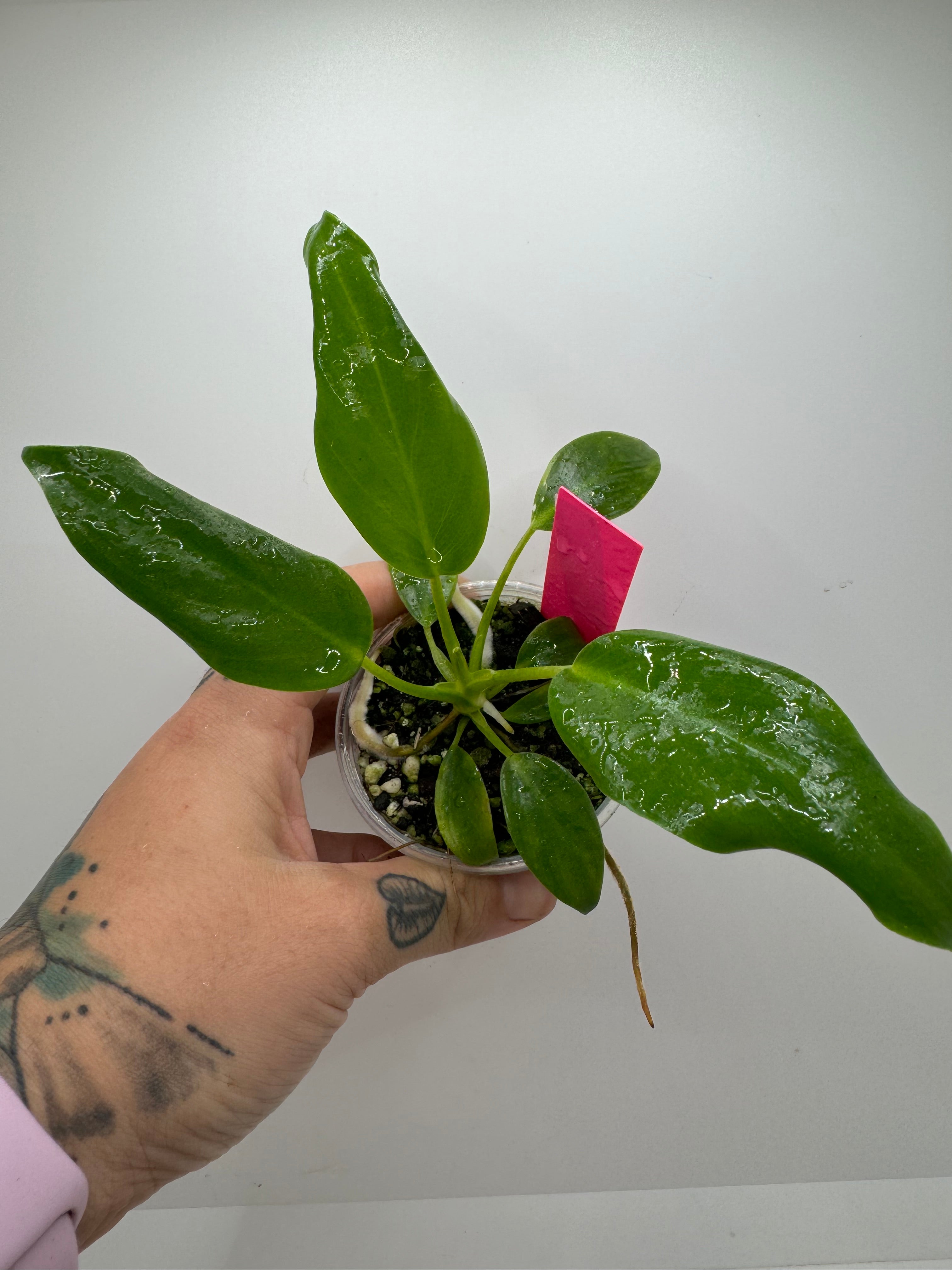 Philodendron Gigantum – Priest's Plant Paradise