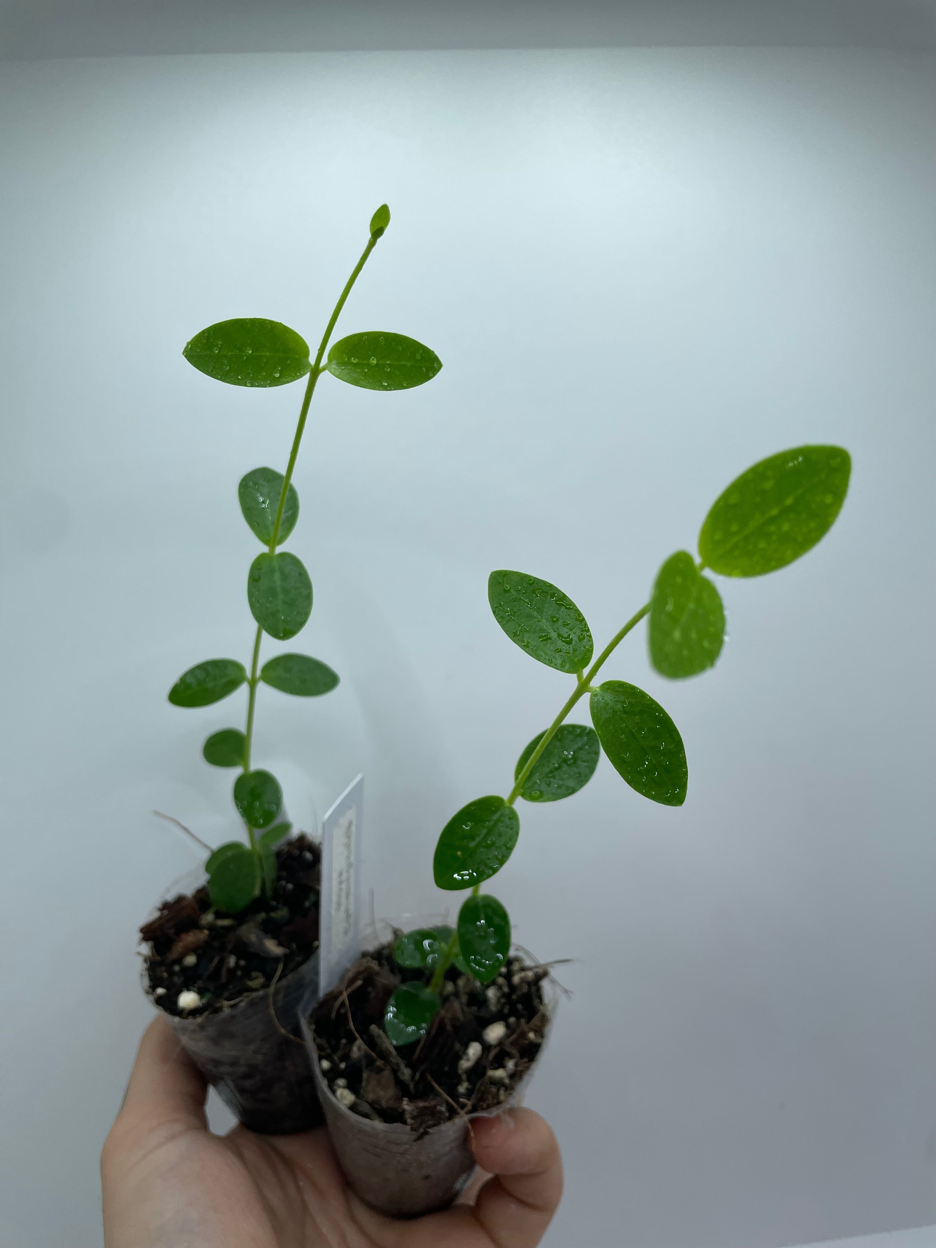 Hoya Cummingiana – Priest's Plant Paradise