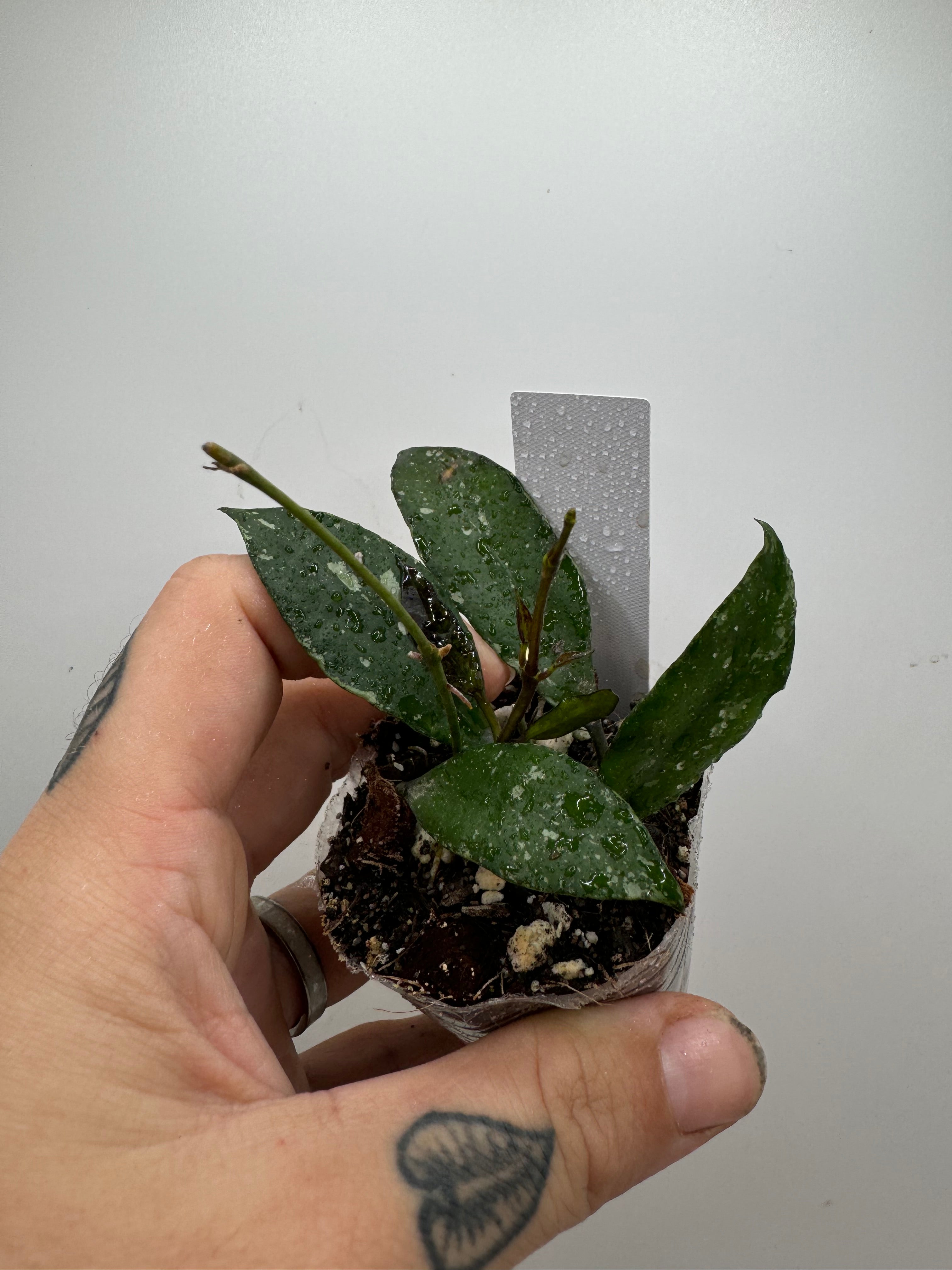 Hoya Lacunosa ‘snow caps’ – Priest's Plant Paradise