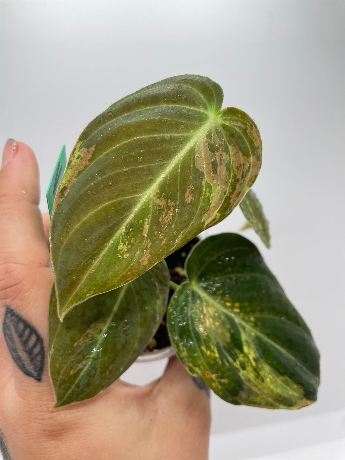 Variegated Philodendron Melanocrysm (Rare tropical) – Priest's Plant ...