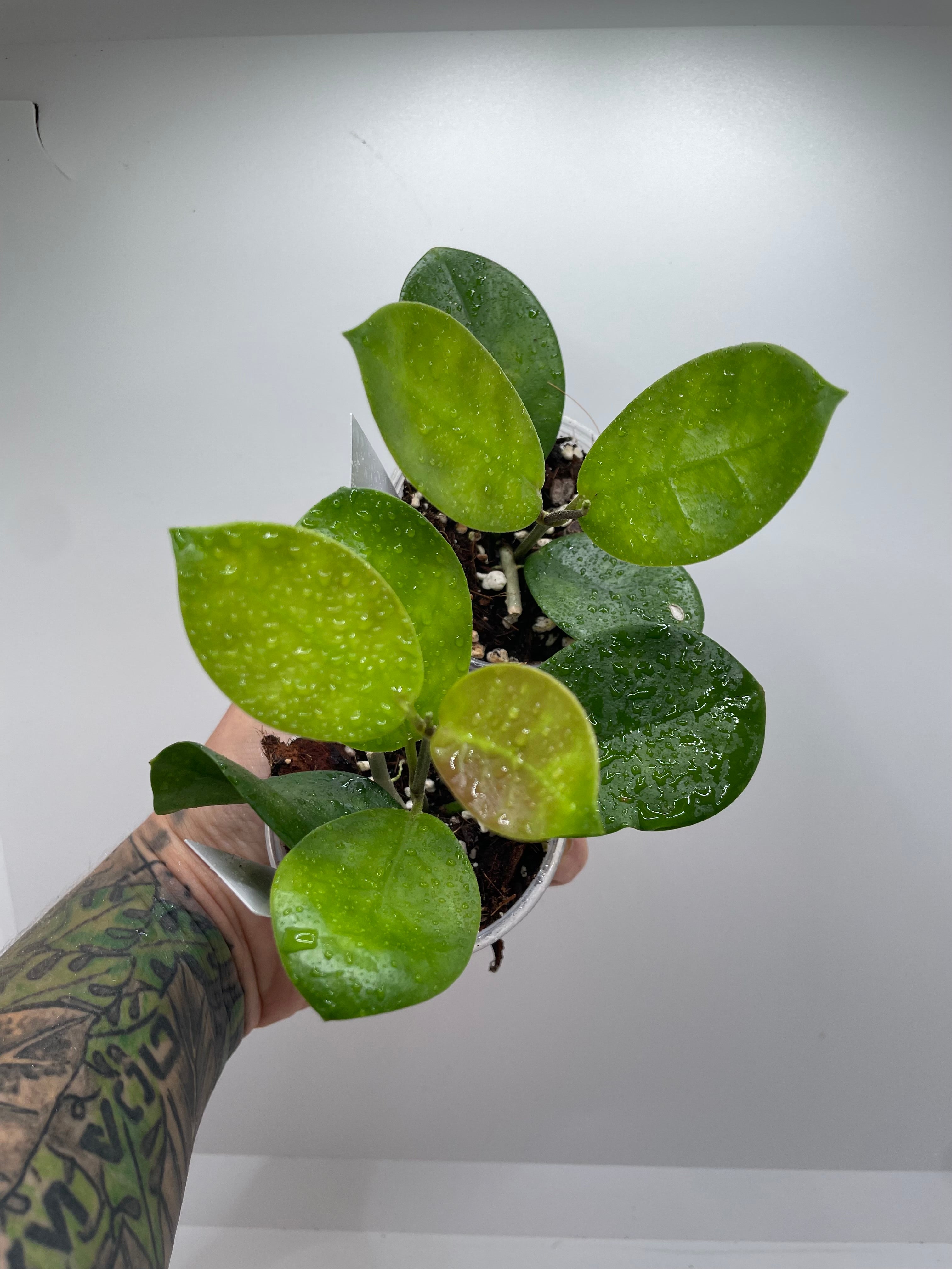 Hoya Australis – Priest's Plant Paradise