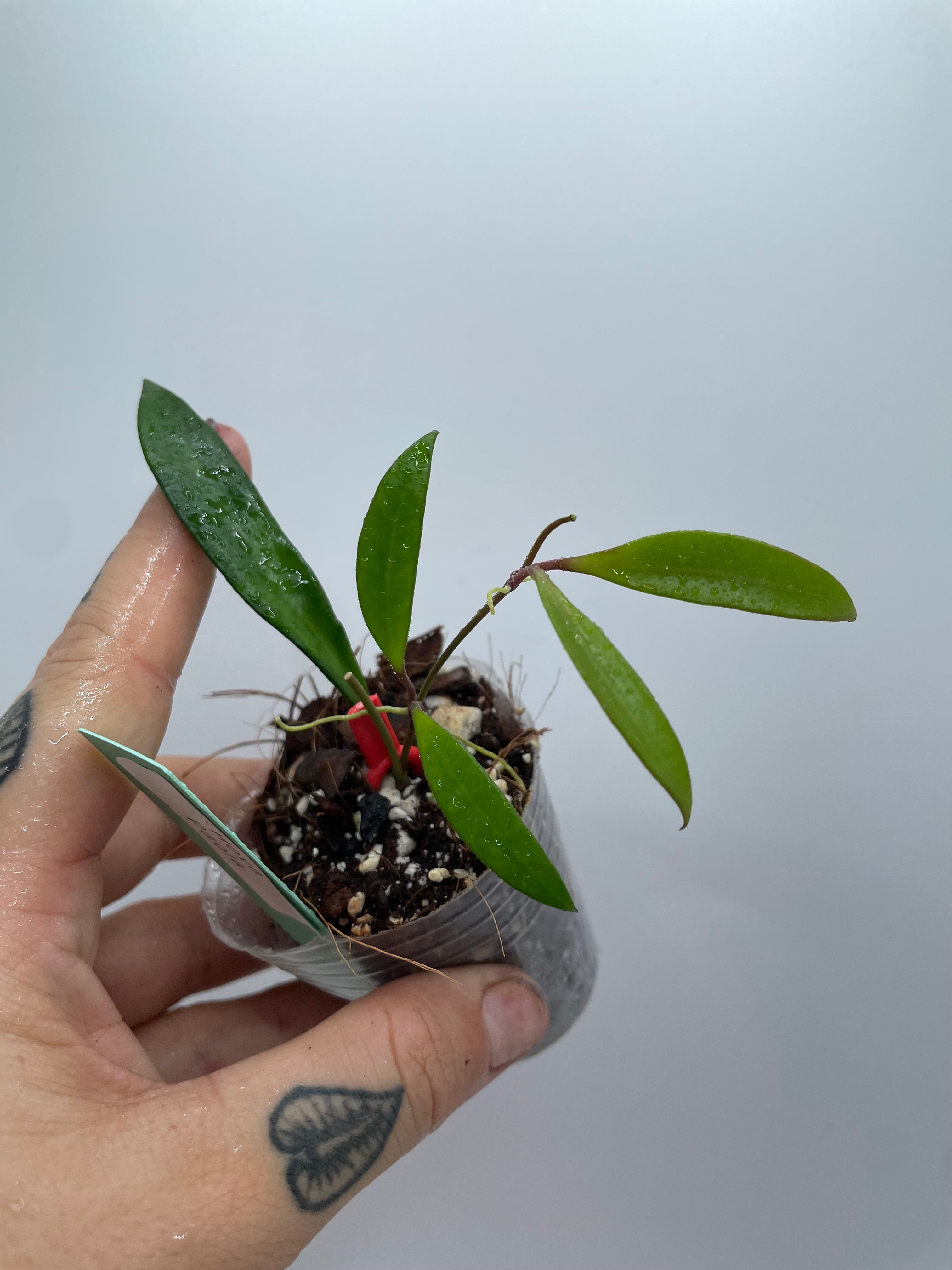 Hoya Pola (rare tropical) – Priest's Plant Paradise