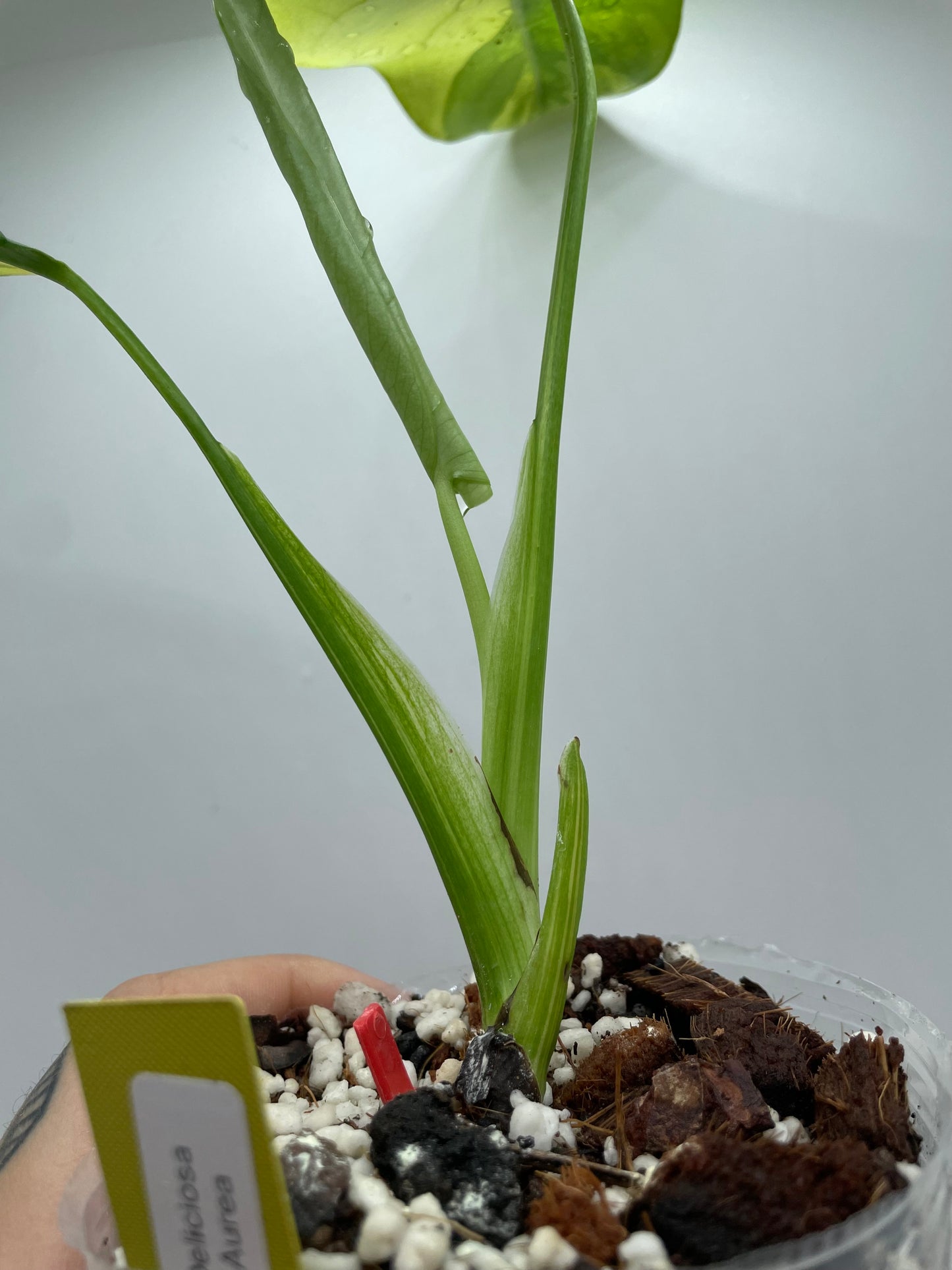 Monstera Aurea #1 (rare tropical) – Priest's Plant Paradise