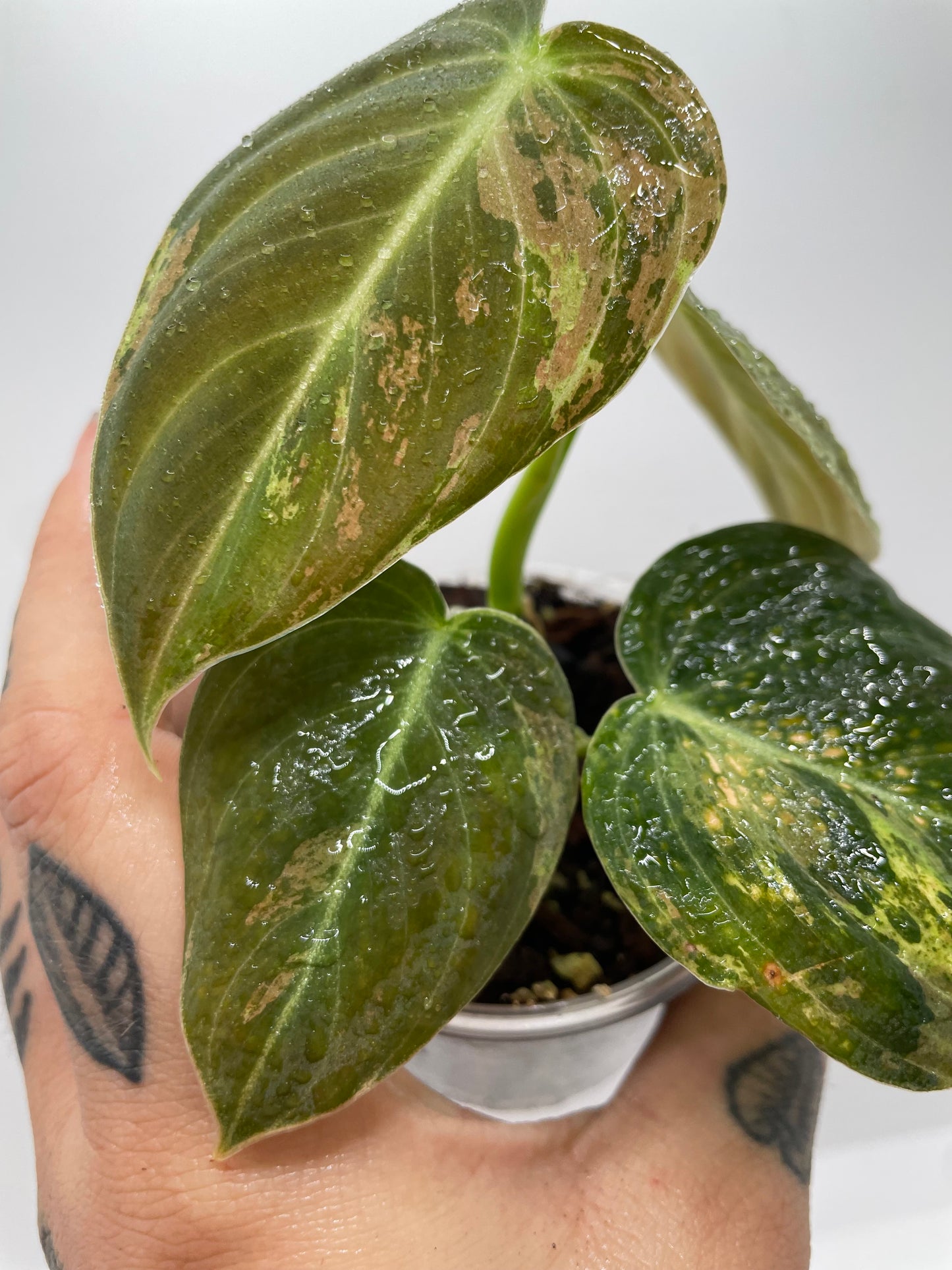 Variegated Philodendron Melanocrysm (Rare tropical) – Priest's Plant ...
