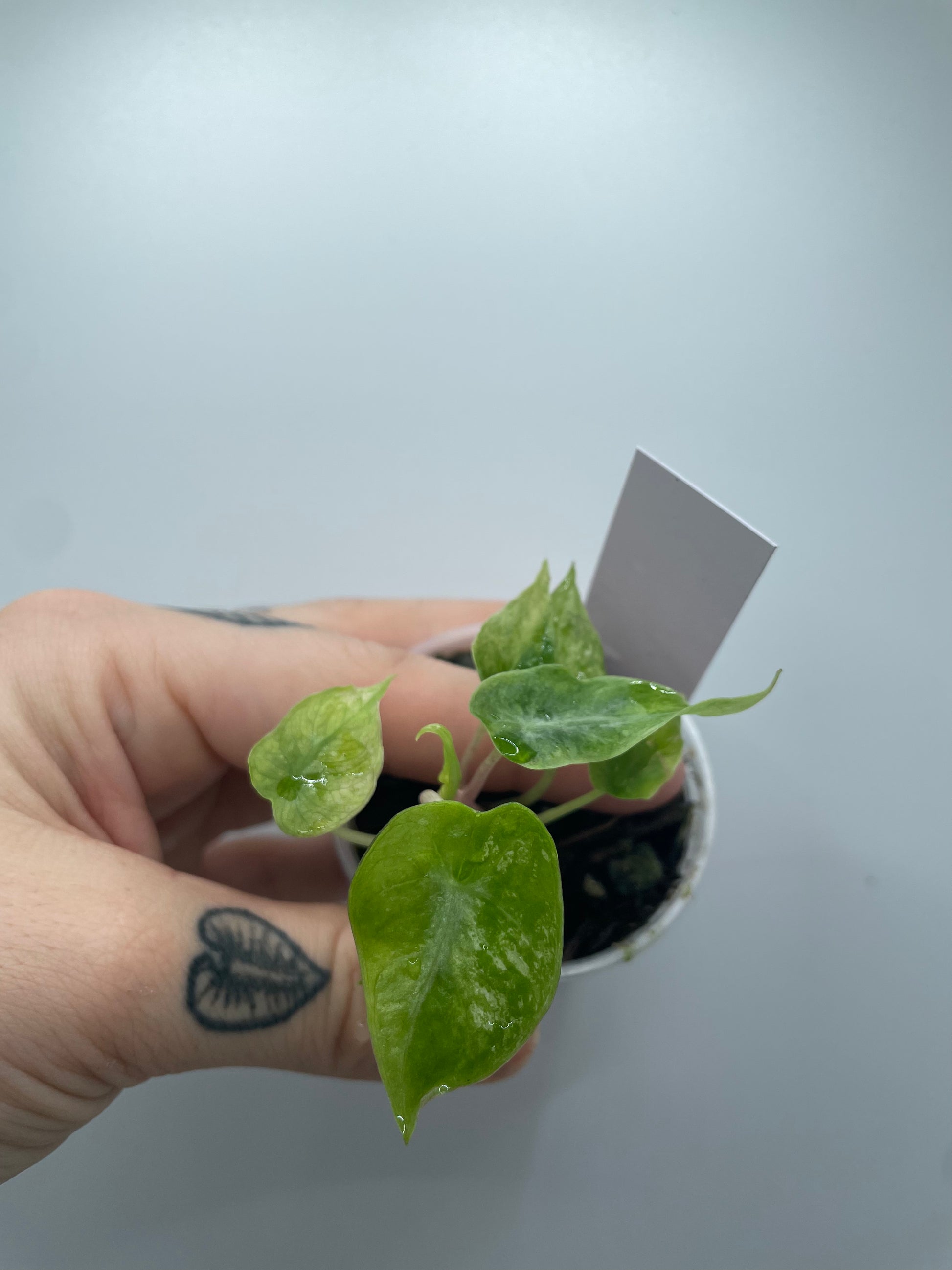 Alocasia variegated Pink Dragon Aurea (rare tropical) – Priest's Plant ...