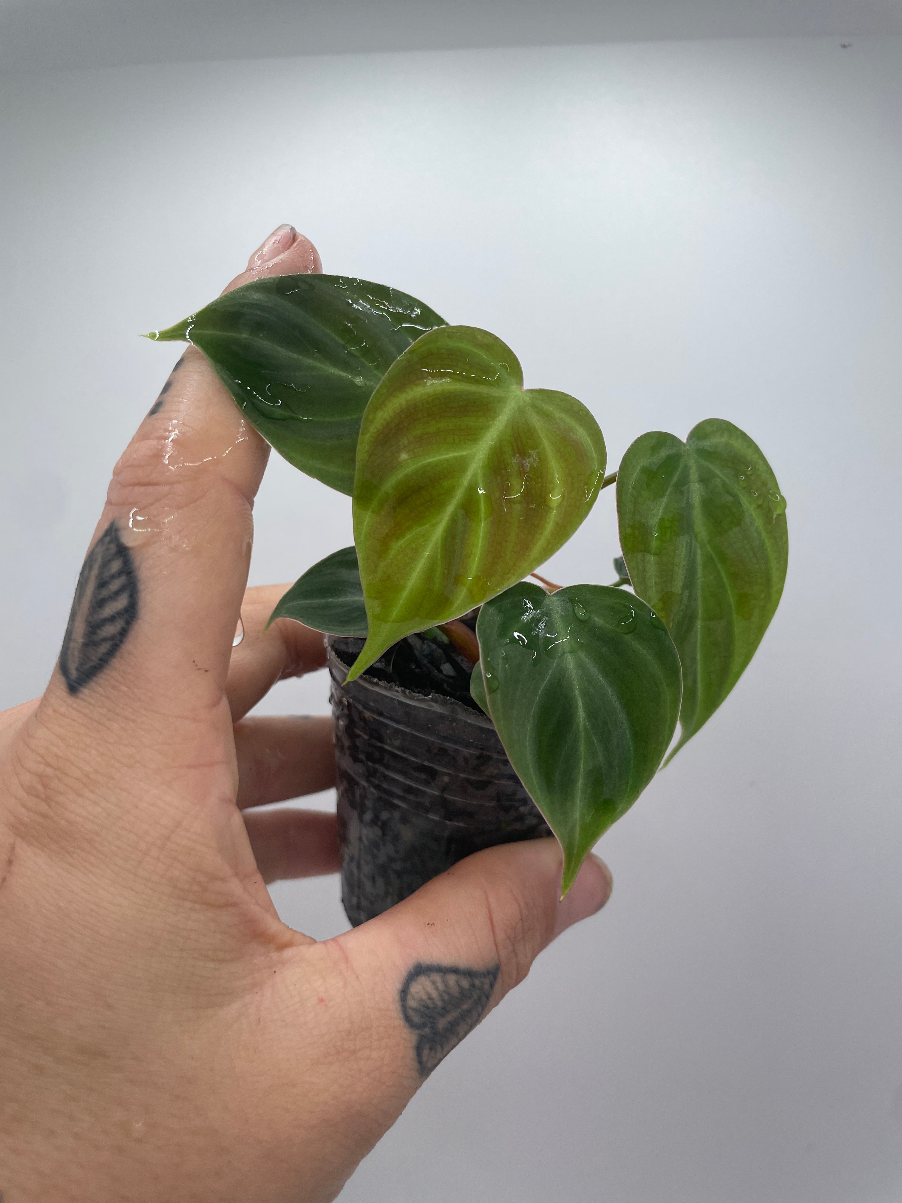 Philodendron El Choco Red (Rare tropical) – Priest's Plant Paradise