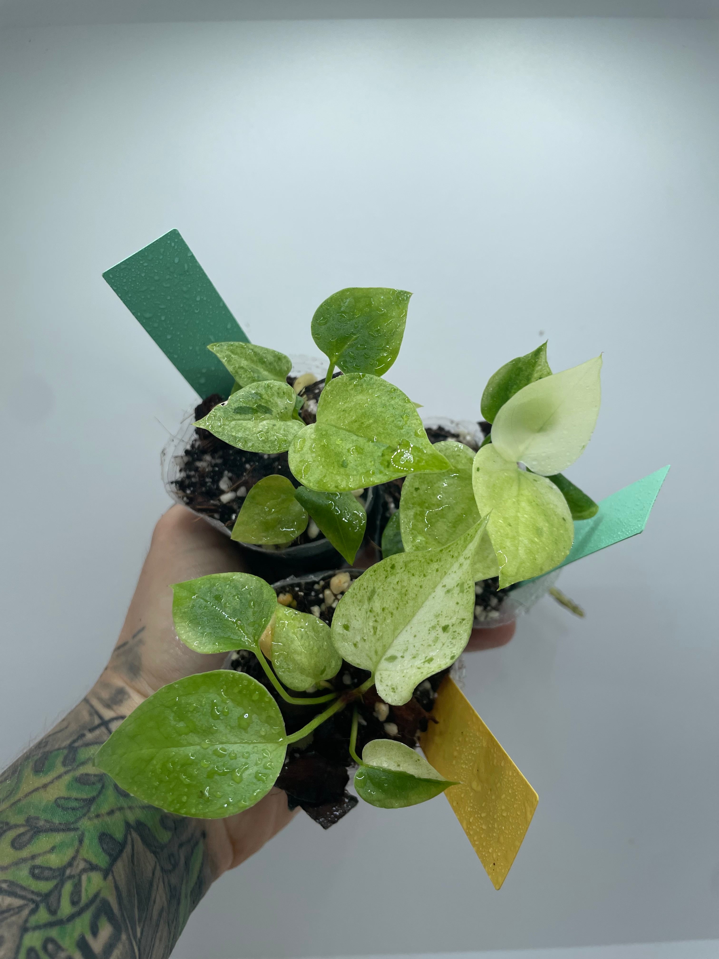 Variegated Anthurium Renaissance (rare tropical) – Priest's Plant Paradise