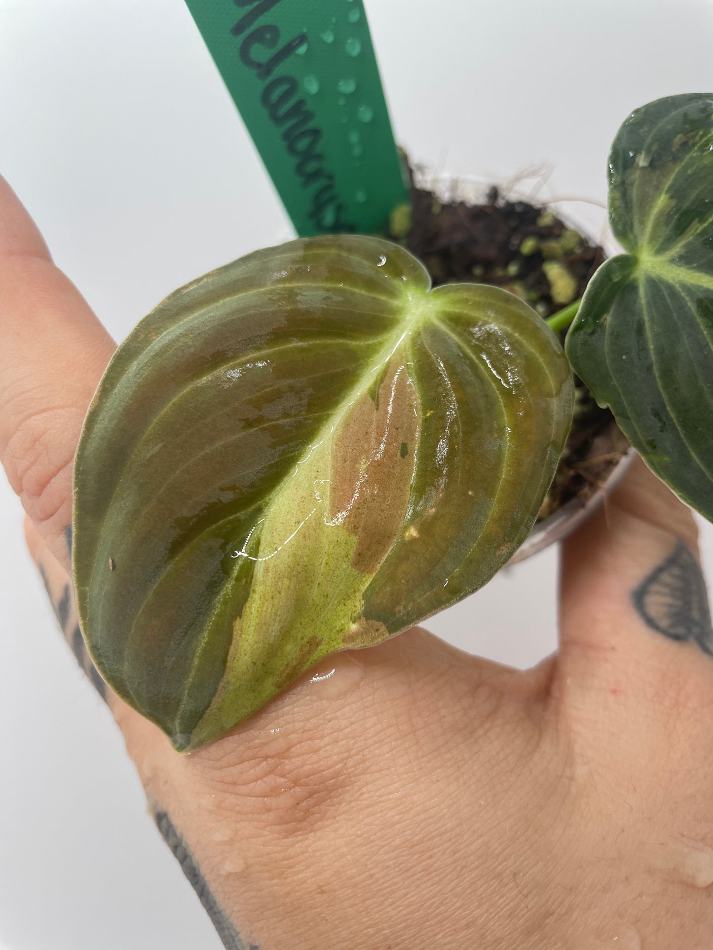 Variegated Philodendron Melanocrysm (Rare tropical) – Priest's Plant ...