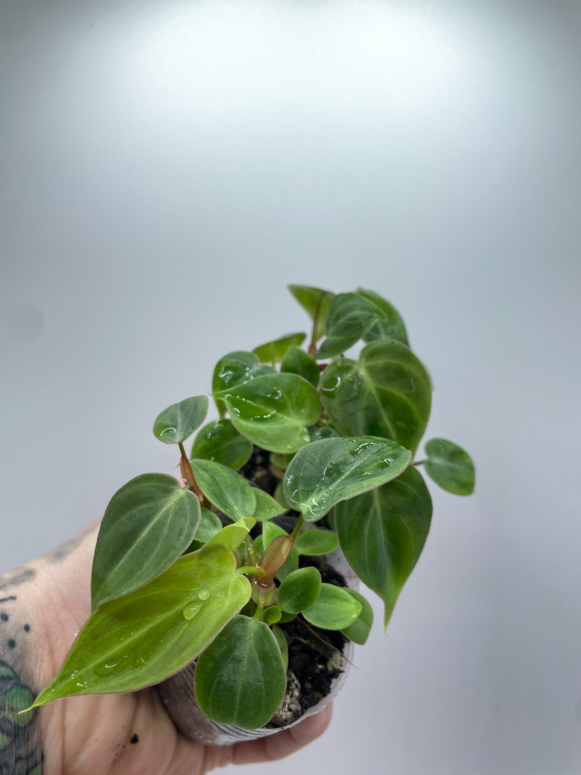 Philodendron El Choco Red (Rare tropical) – Priest's Plant Paradise