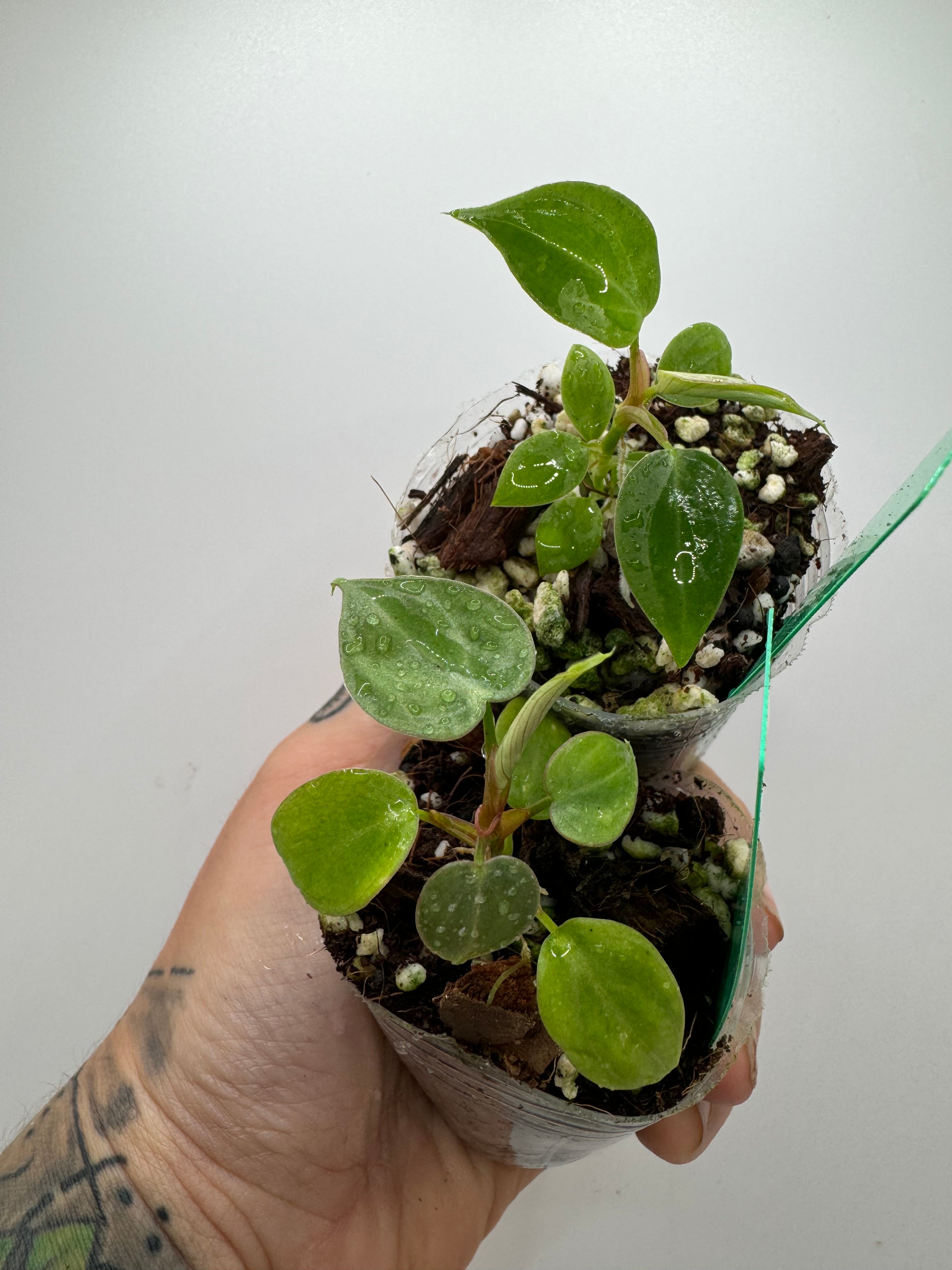 Philodendron El Choco Red (Rare tropical) – Priest's Plant Paradise