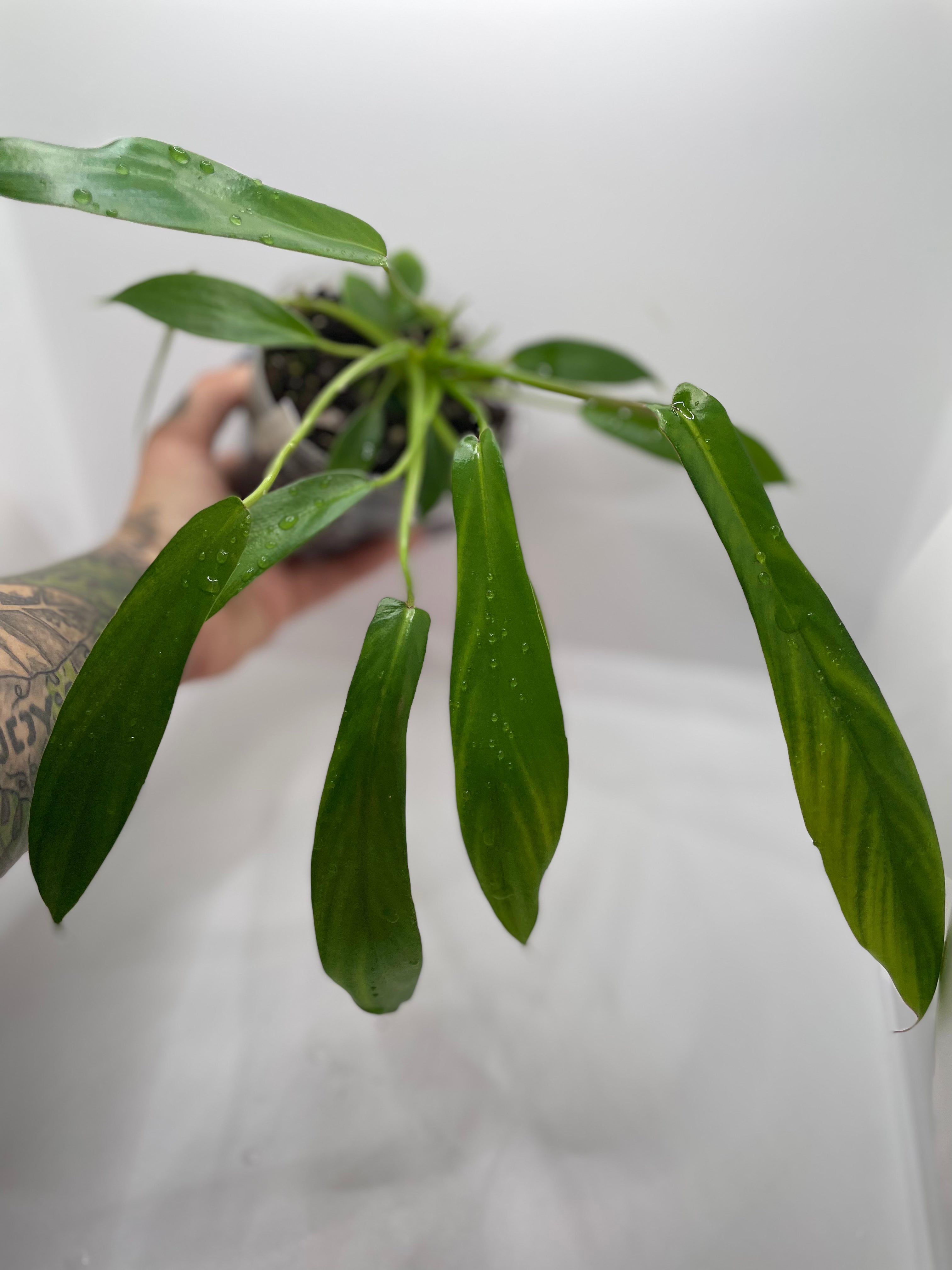 Philodendron joepii – Priest's Plant Paradise