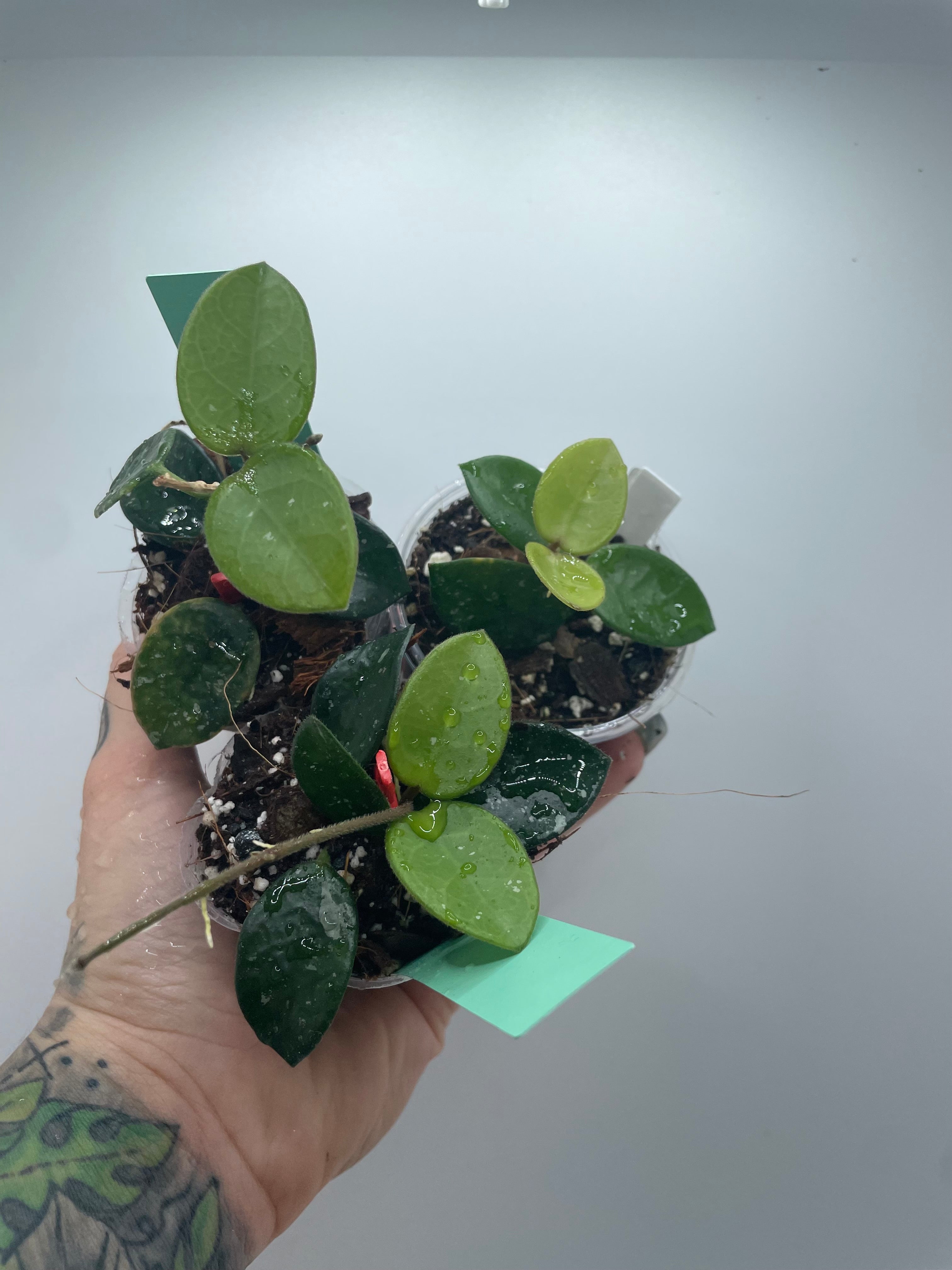 Hoya mathilde splash – Priest's Plant Paradise
