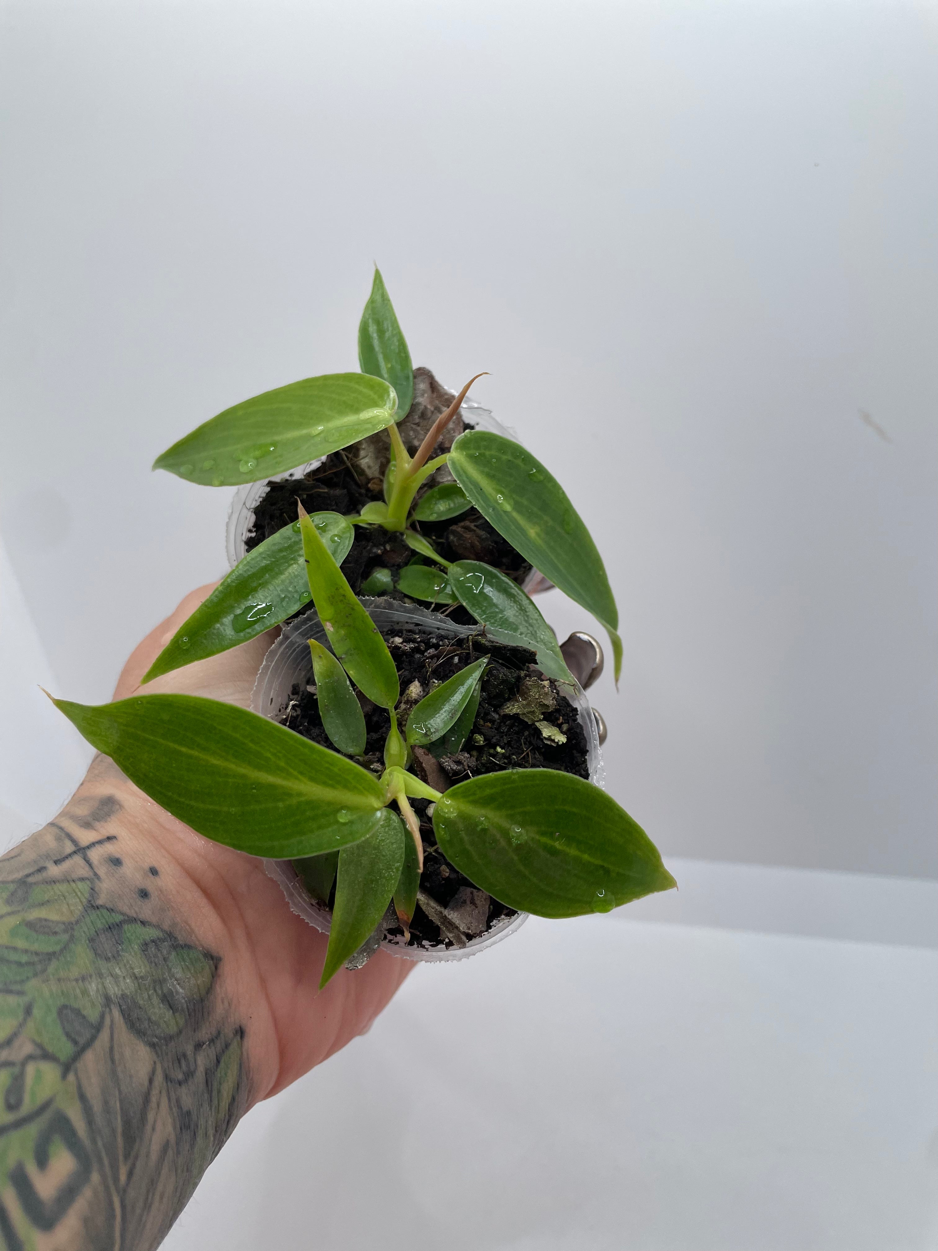 Philodendron Spiritus Sancti (rare tropical) – Priest's Plant Paradise