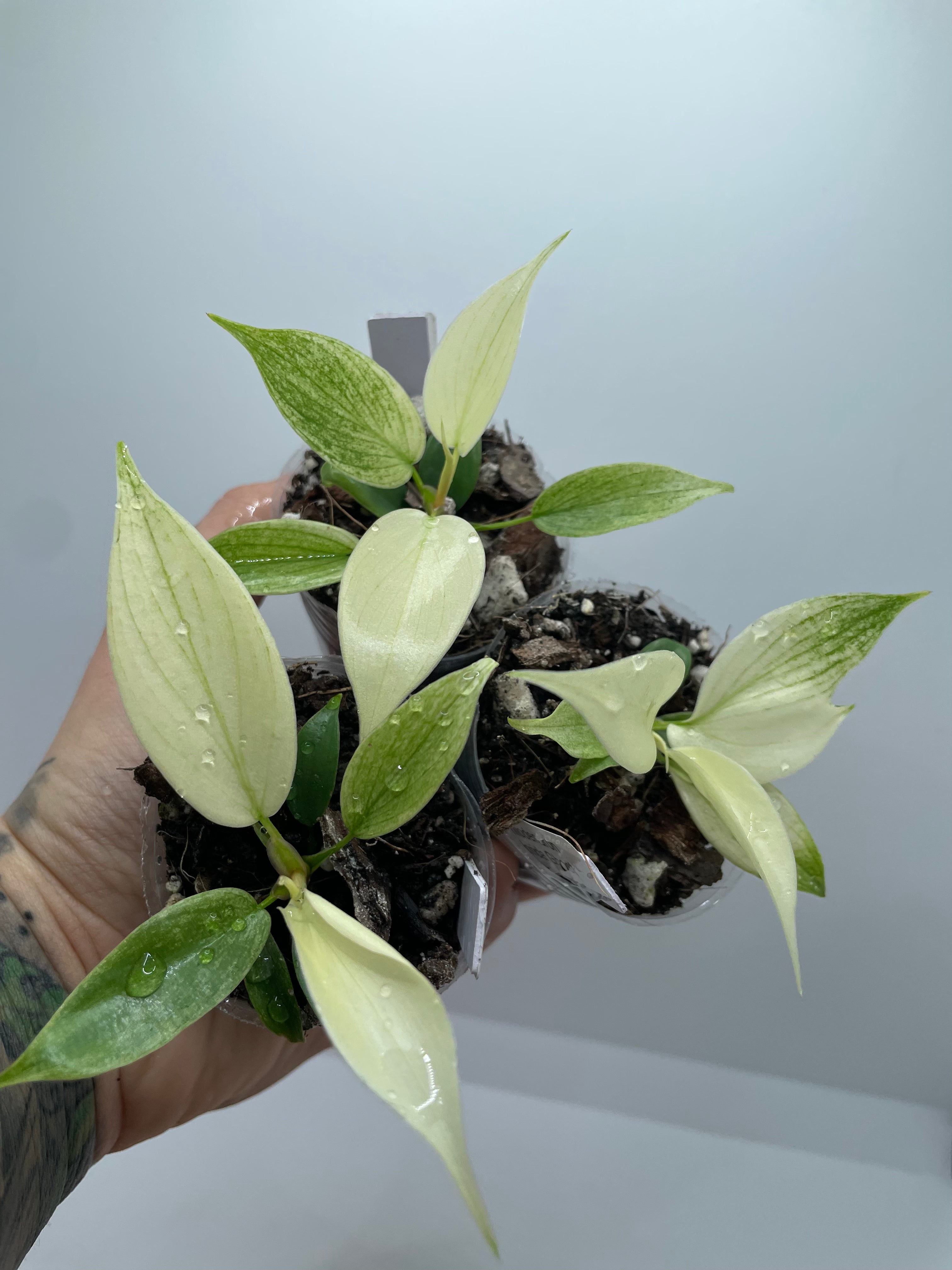 Philodendron Florida Ghost (Rare tropical) – Priest's Plant Paradise