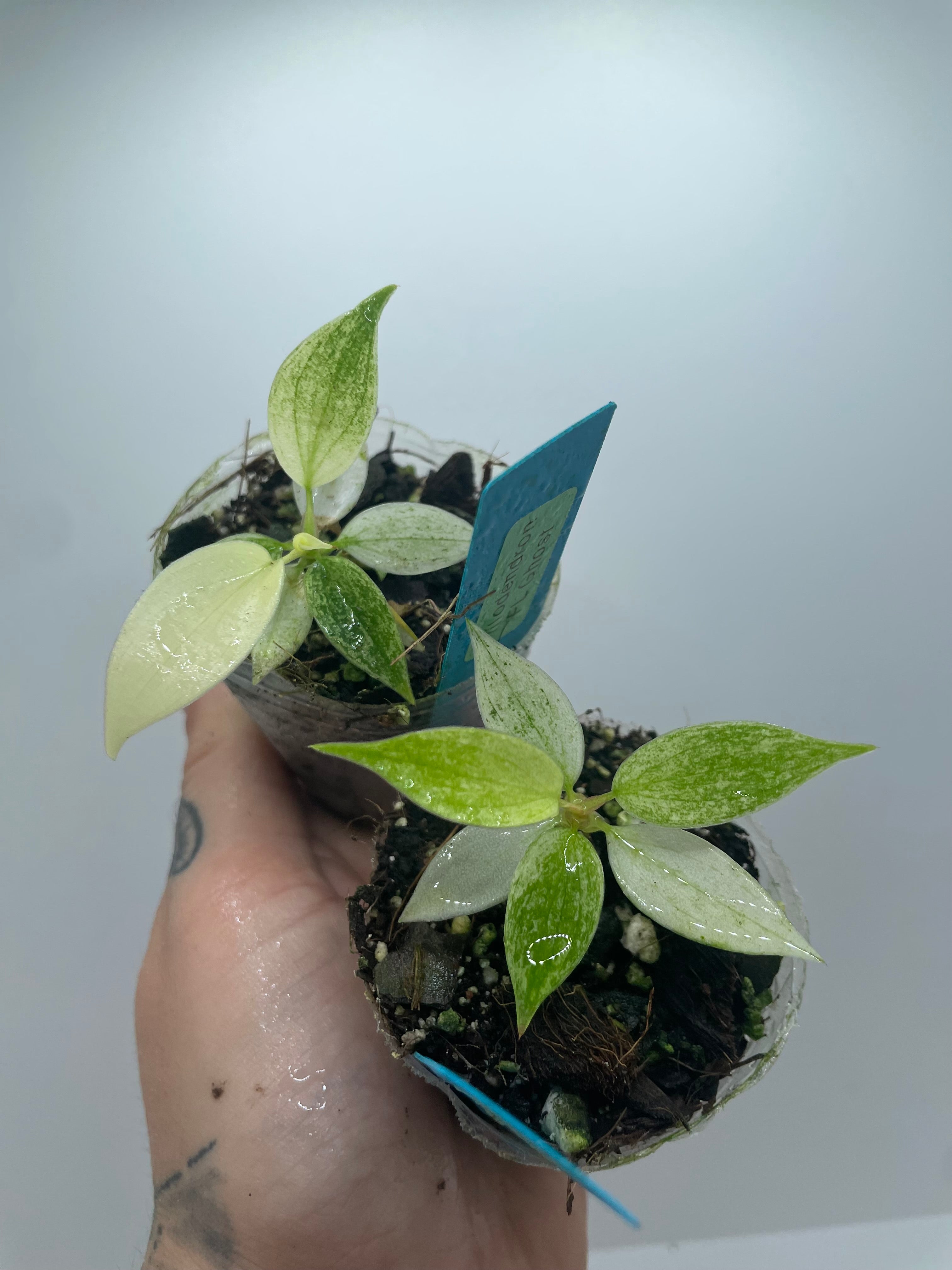 Philodendron Florida Ghost (Rare tropical) – Priest's Plant Paradise