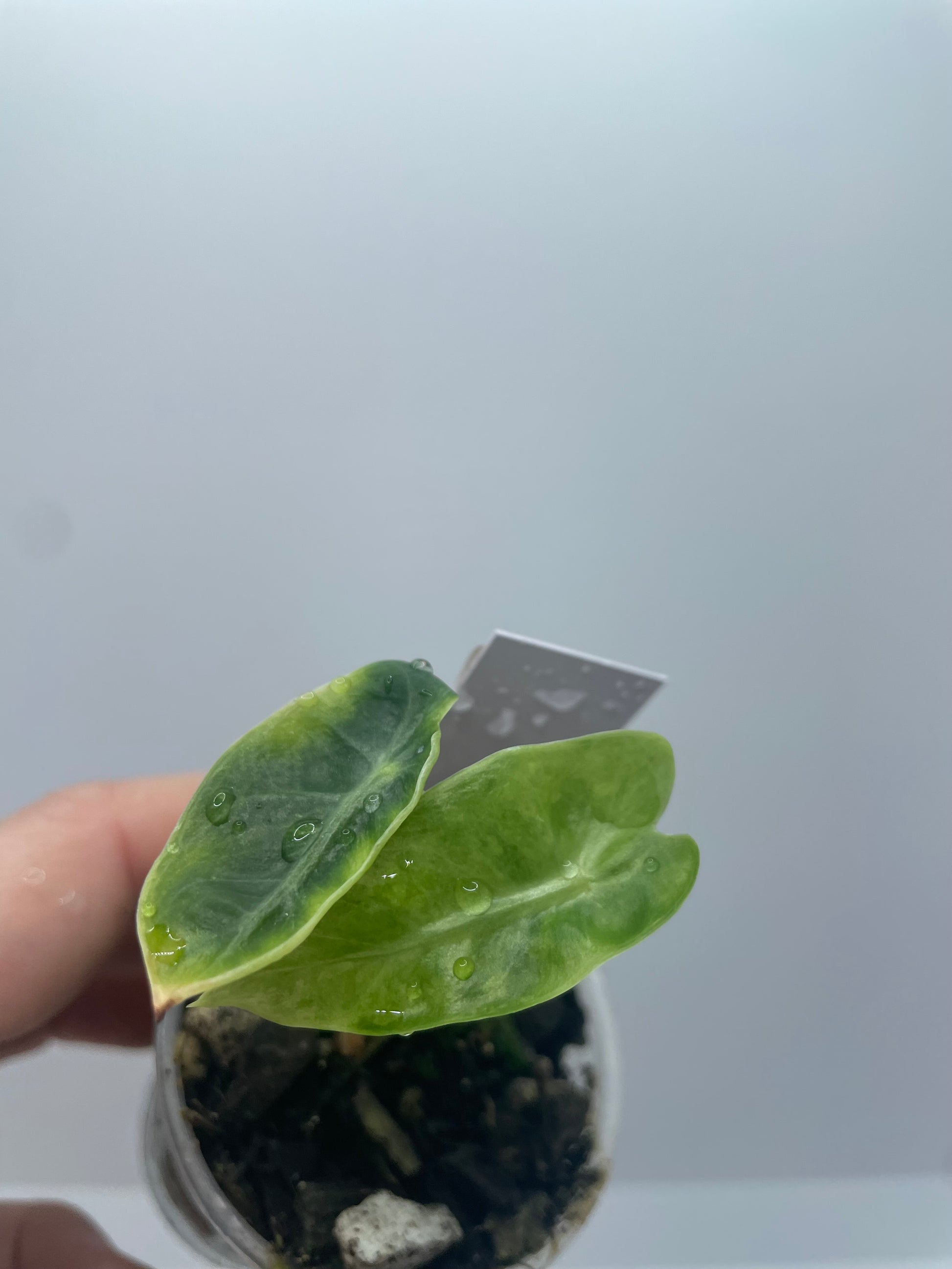 Alocasia variegated Pink Dragon Aurea (rare tropical) – Priest's Plant ...