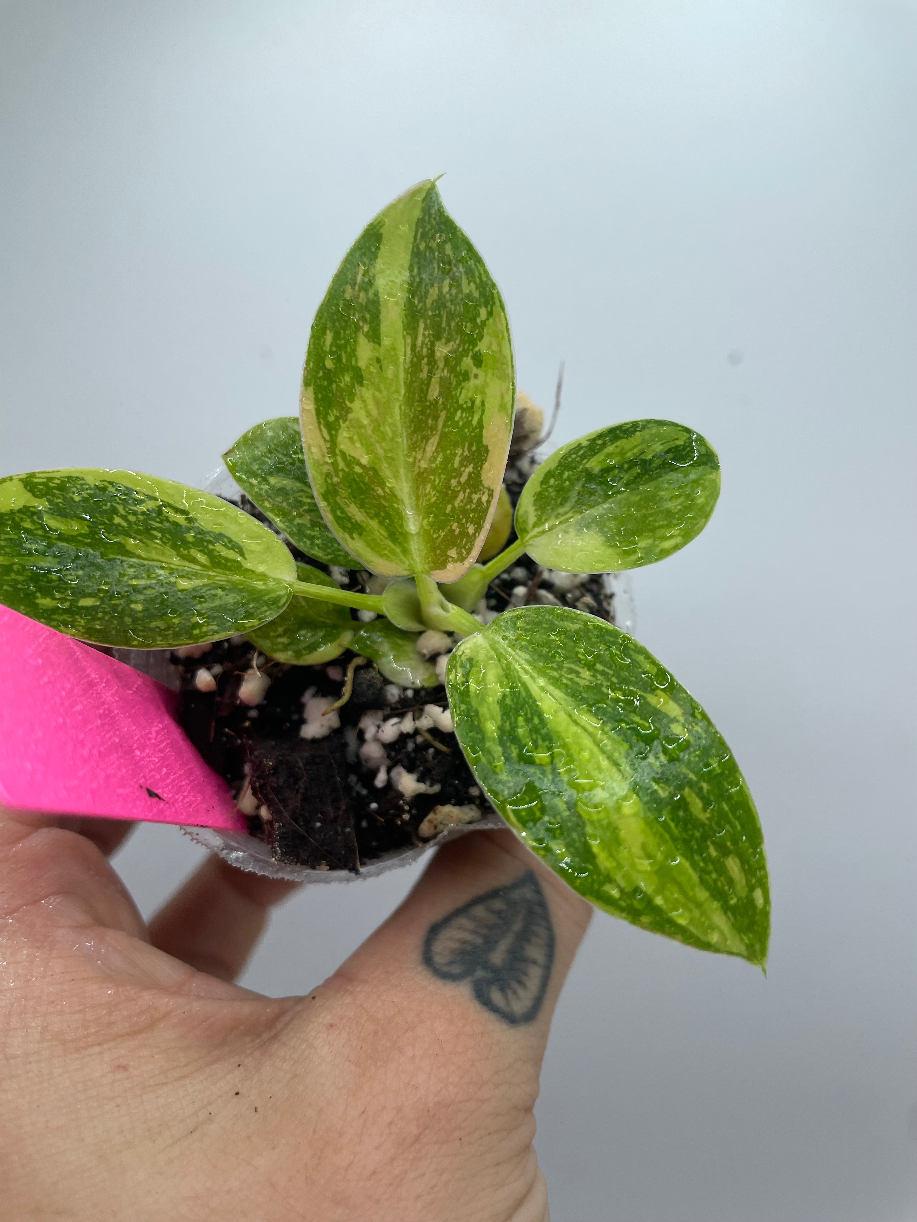 Philodendron variegated Green Congo nuclear (Rare tropical) – Priest's ...