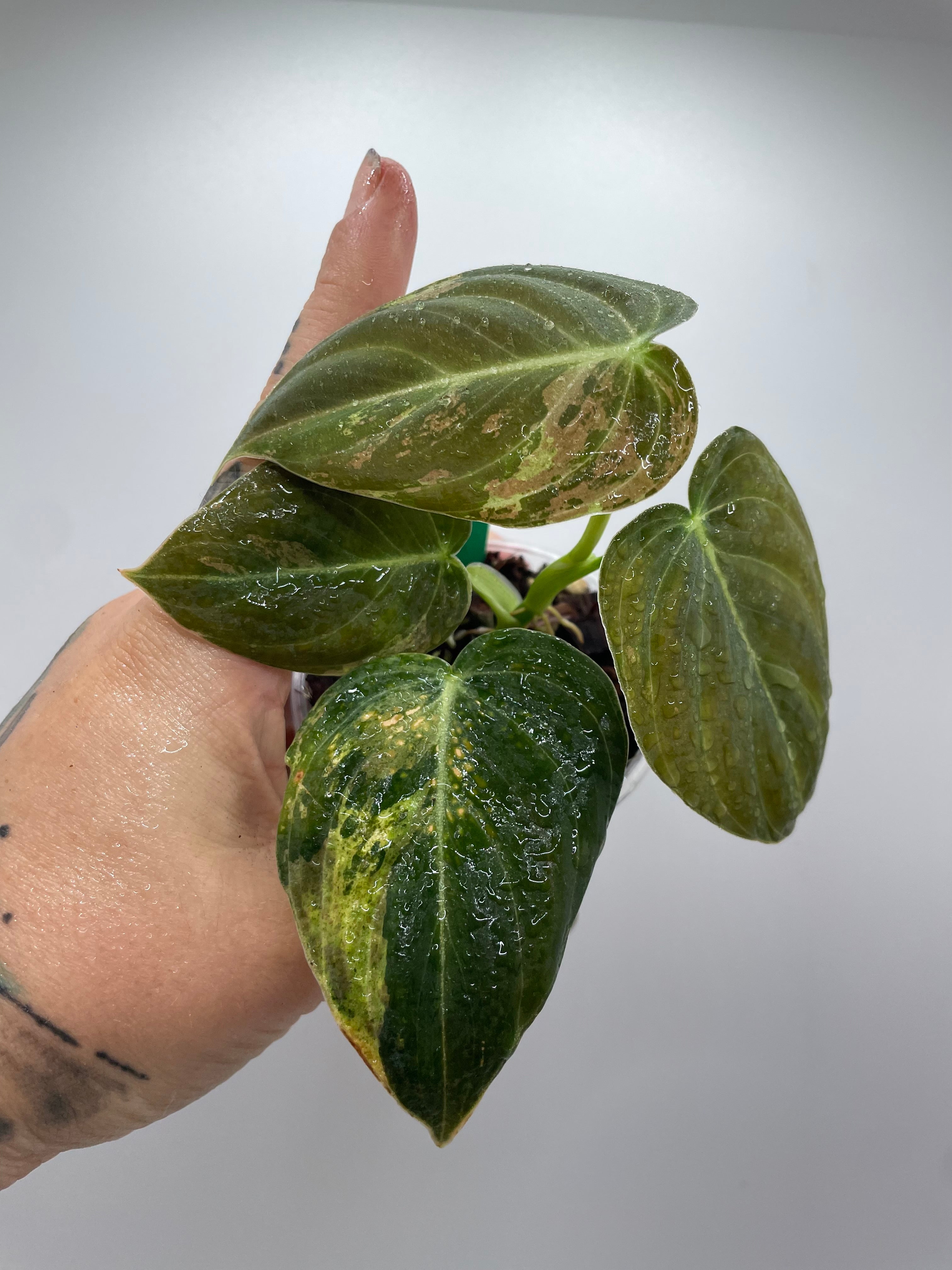 Variegated Philodendron Melanocrysm (Rare tropical) – Priest's Plant ...