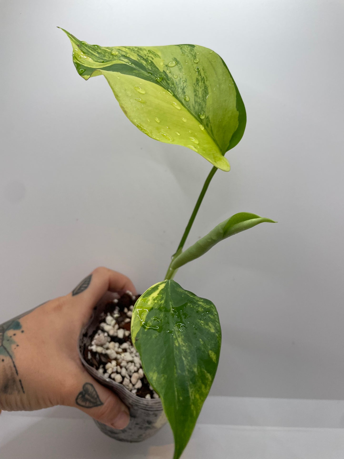 Monstera Aurea #1 (rare tropical) – Priest's Plant Paradise