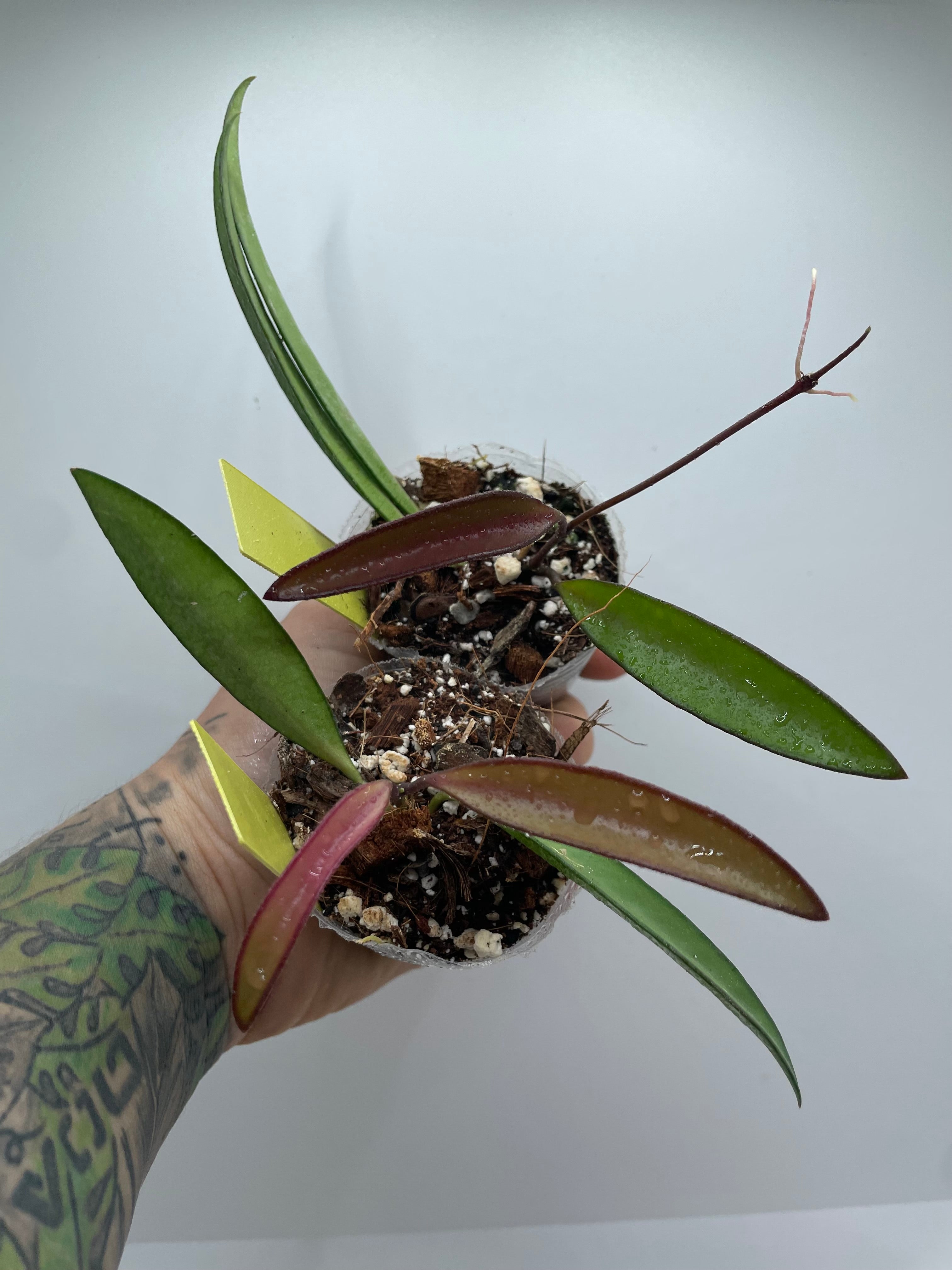 Hoya Wayetti – Priest's Plant Paradise