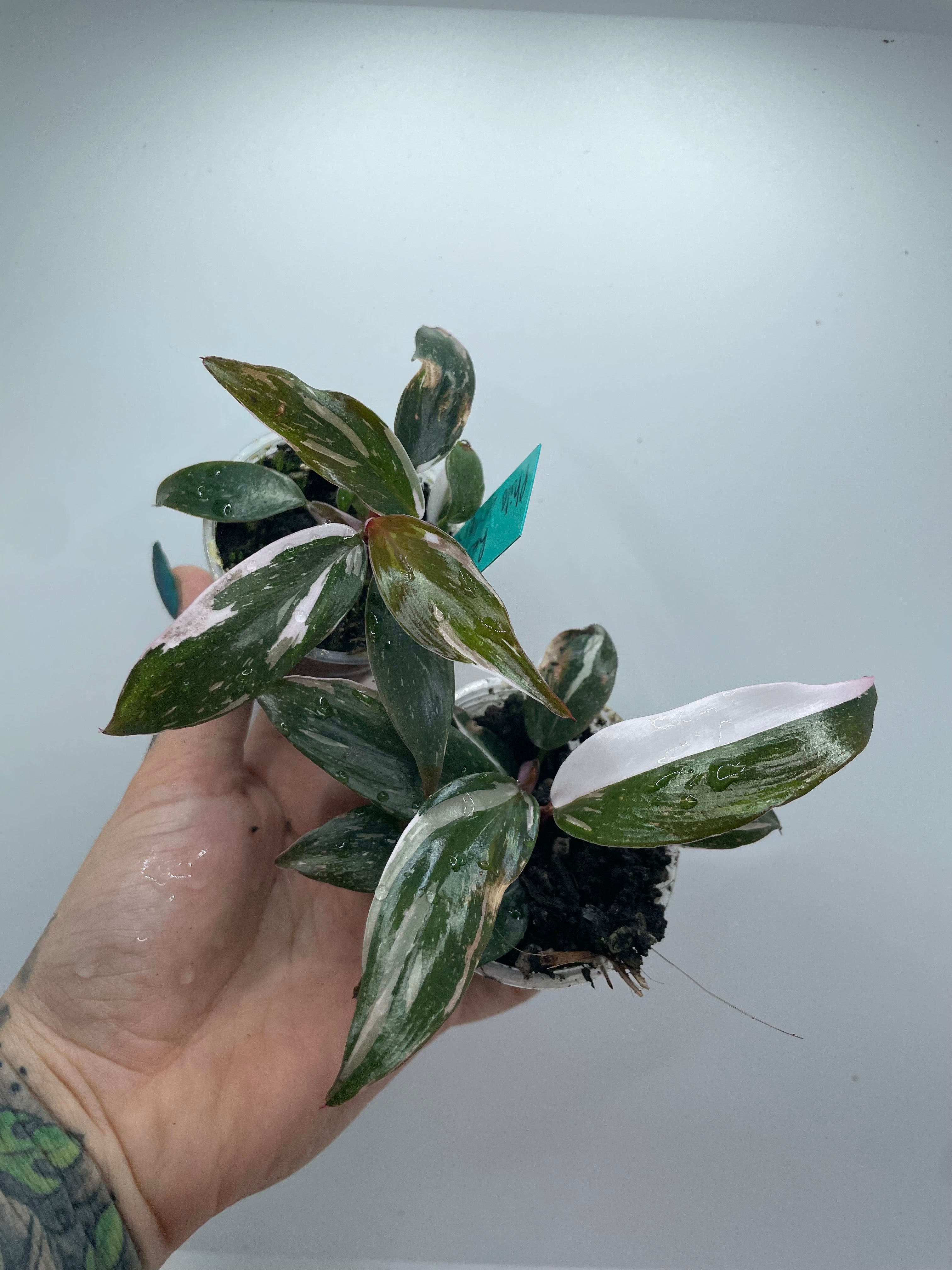 Philodendron variegated Red Anderson (Rare tropical) – Priest's Plant ...