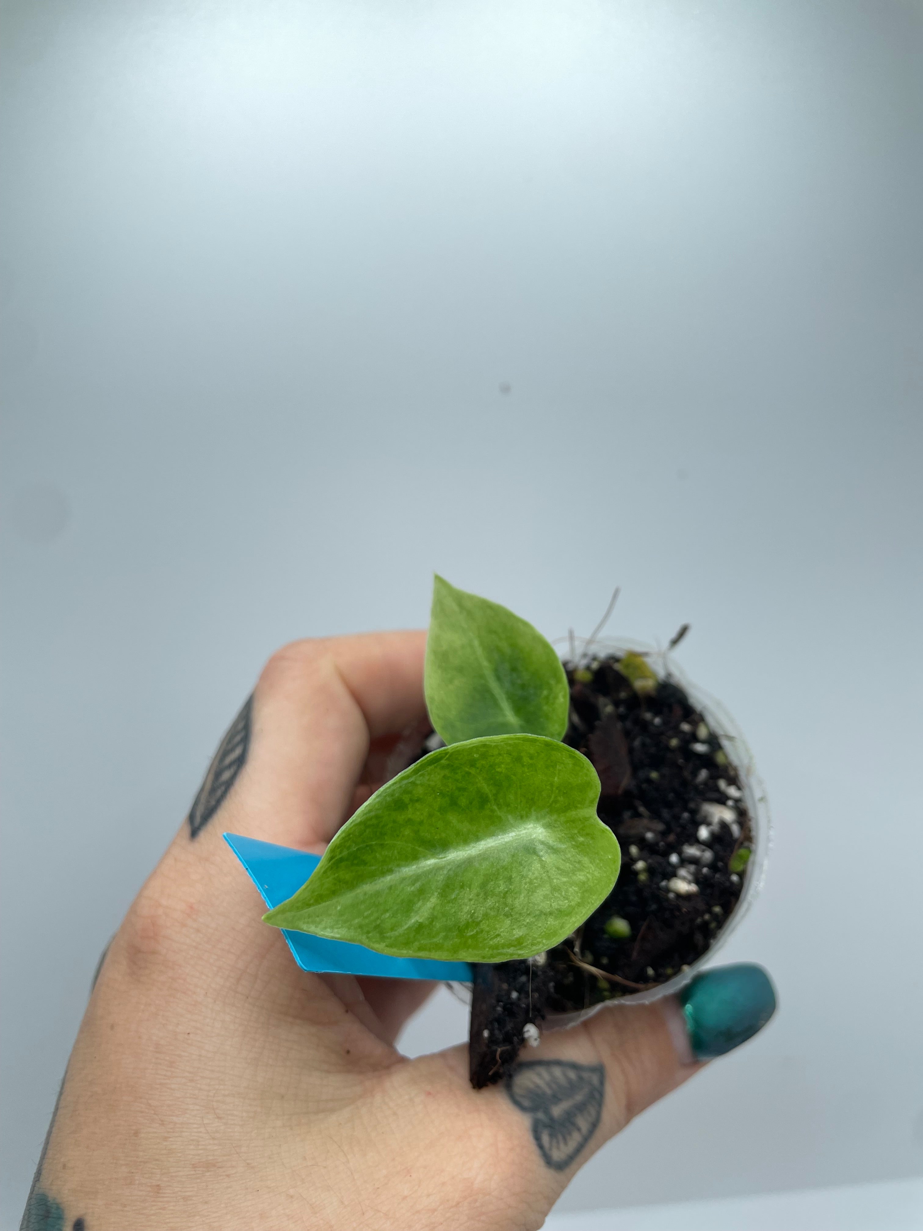 Alocasia variegated Pink Dragon Aurea (rare tropical) – Priest's Plant ...