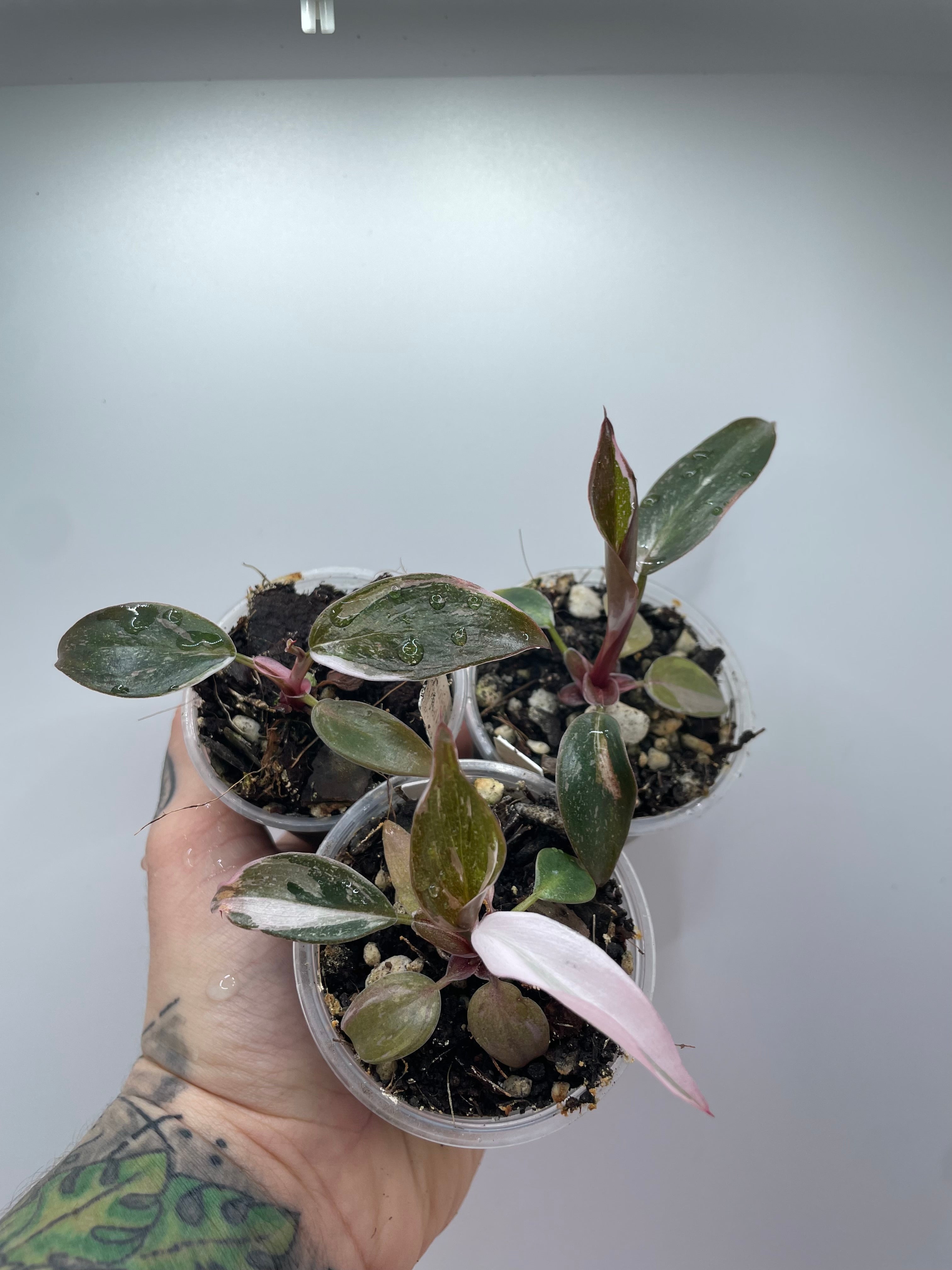 Philodendron variegated Red Anderson (Rare tropical) – Priest's Plant ...