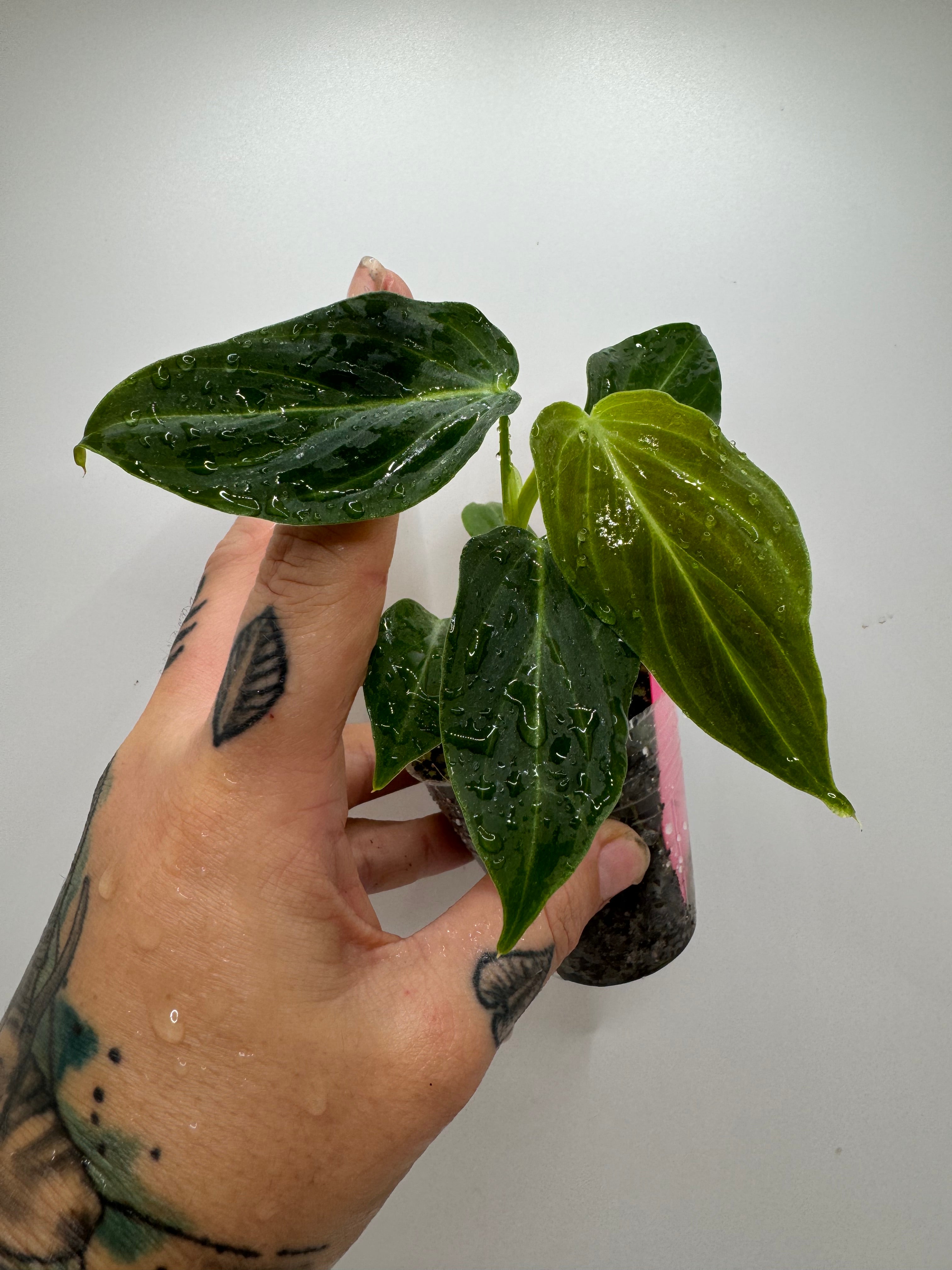 Philodendron splendid (verrucosum X Melanocrysum) – Priest's Plant Paradise