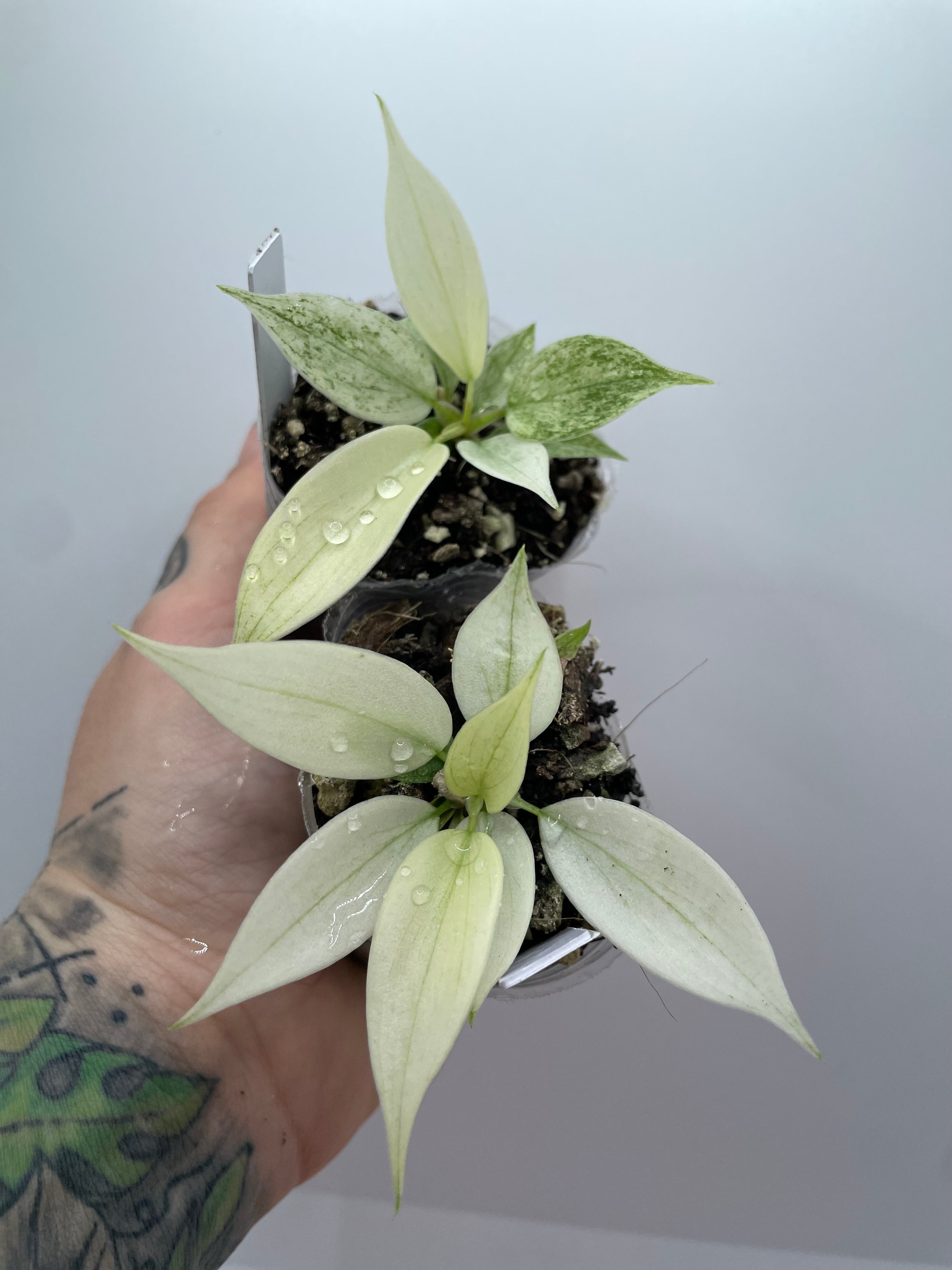 Philodendron Florida Ghost (Rare tropical) – Priest's Plant Paradise
