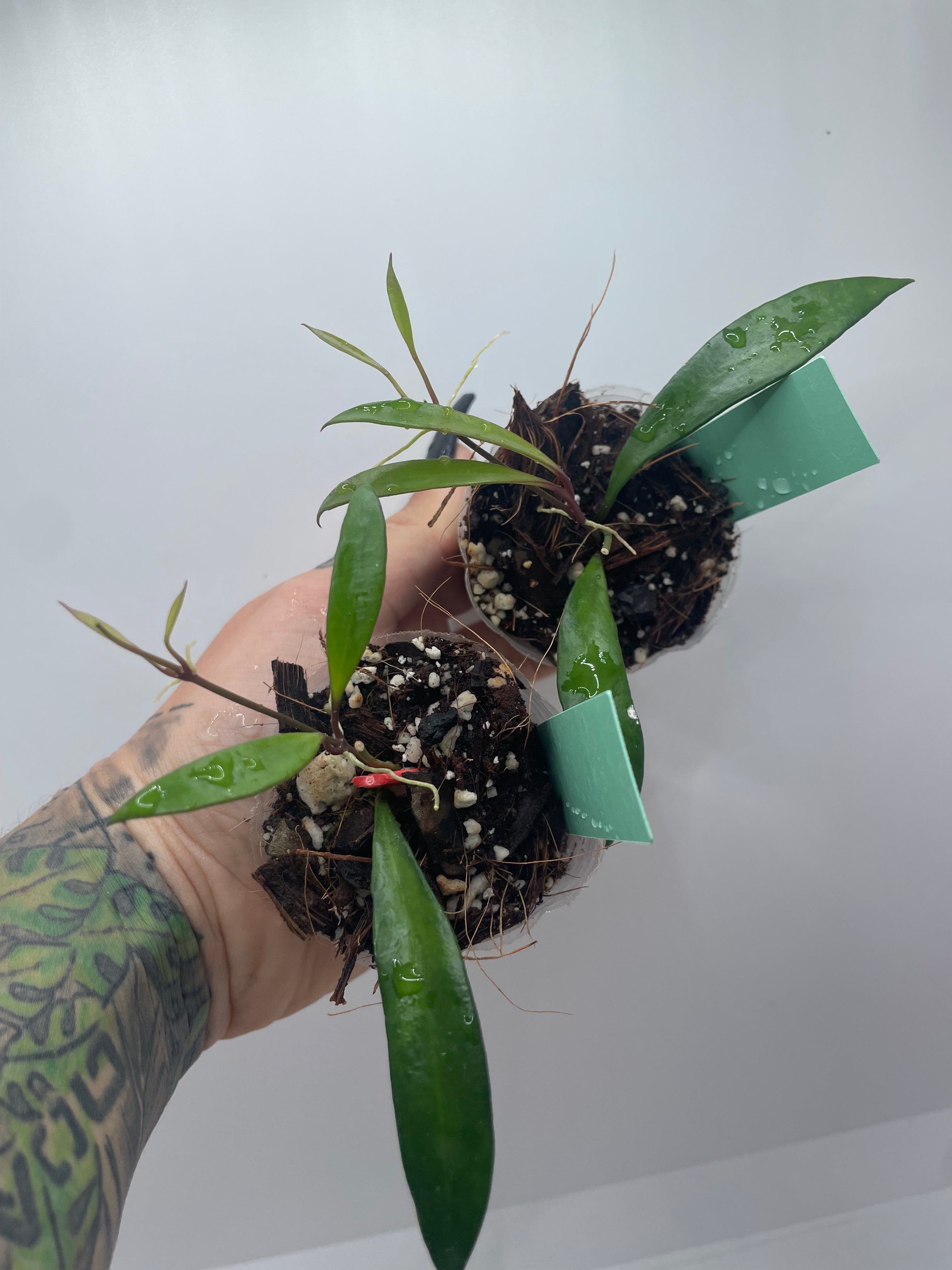 Hoya Pola (rare tropical) – Priest's Plant Paradise