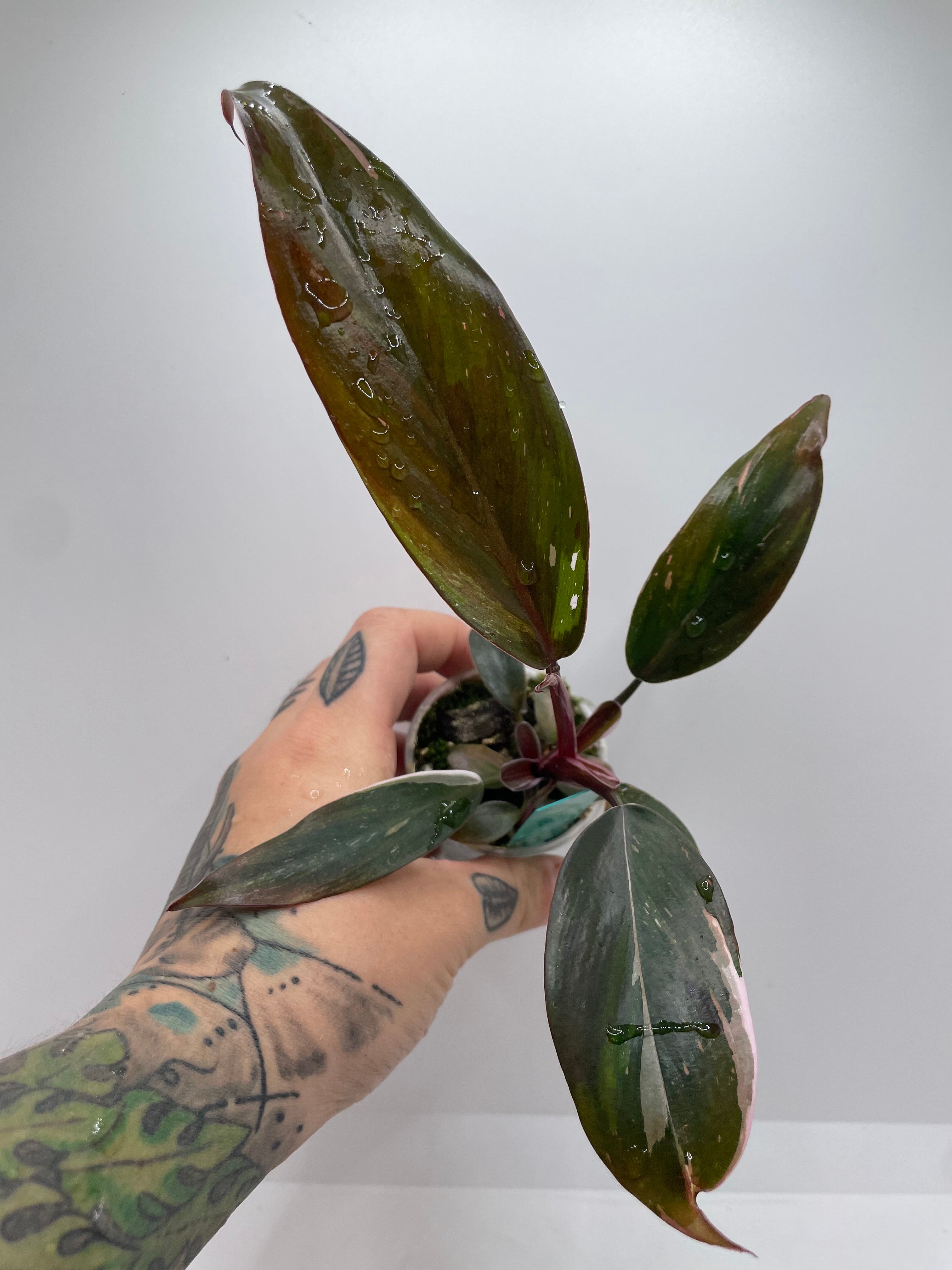 Philodendron variegated Red Anderson (Rare tropical) – Priest's Plant ...