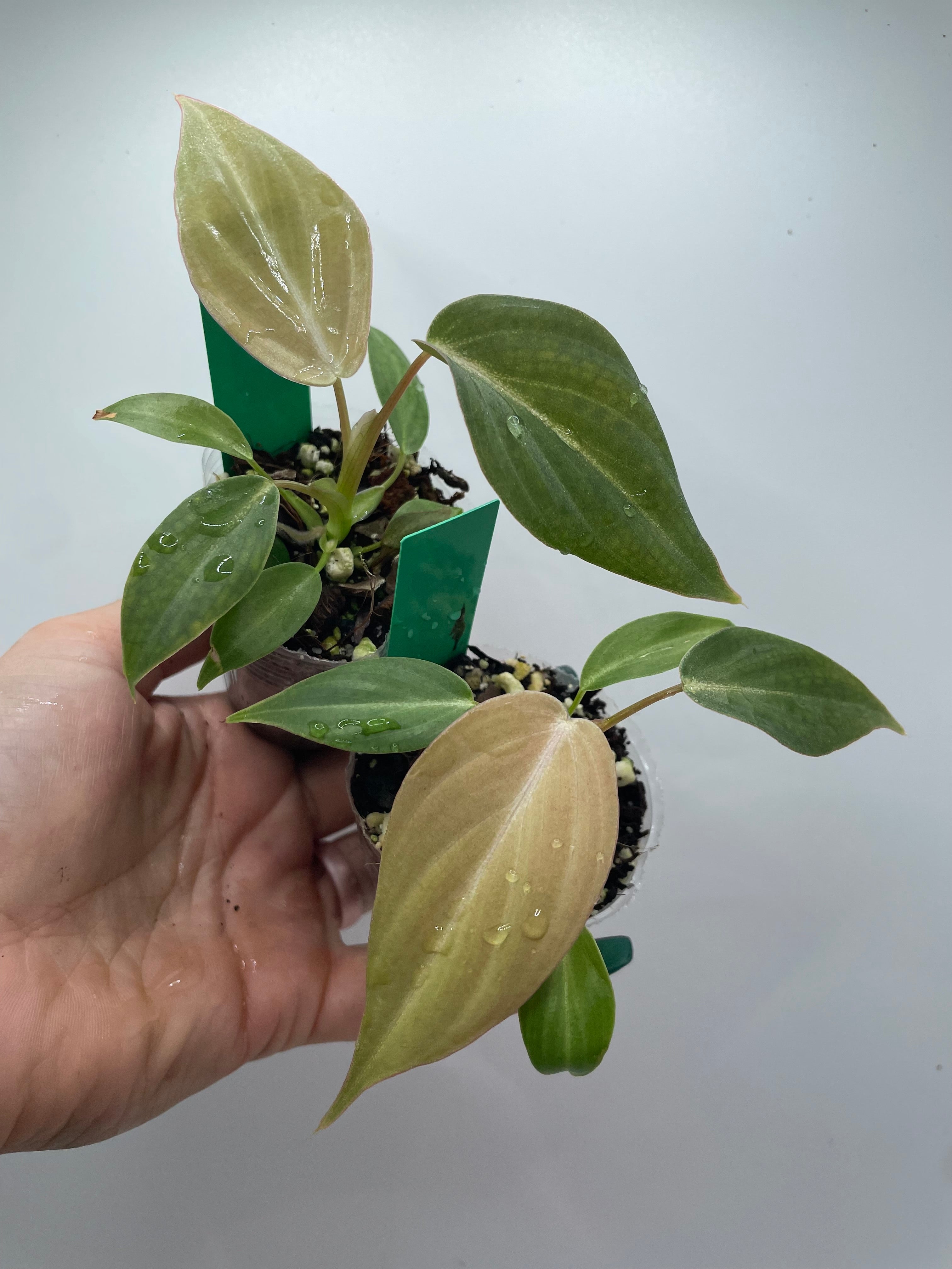 Philodendron glorious (melanocrysm x gloriosum) – Priest's Plant Paradise