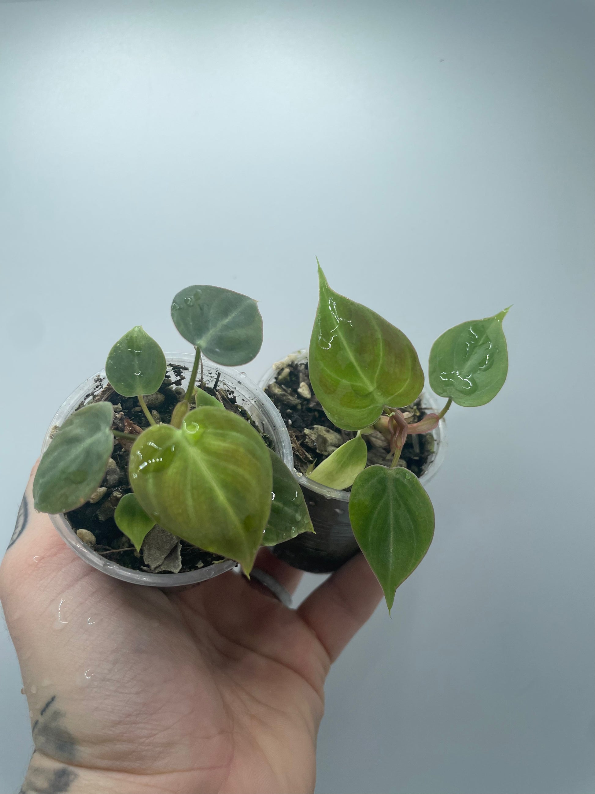 Philodendron El Choco Red (Rare tropical) – Priest's Plant Paradise