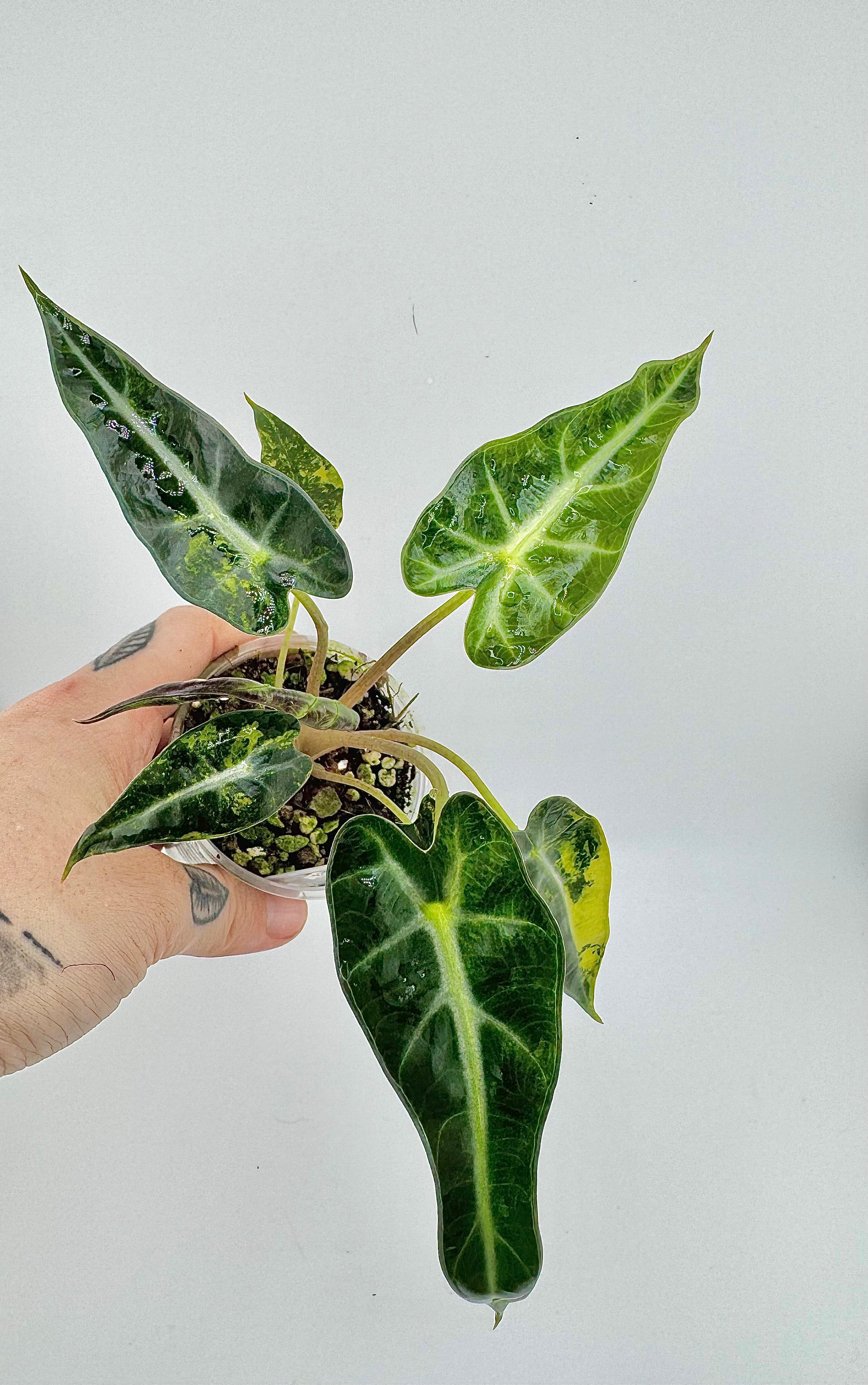 Variegated Alocasia Bambino Aurea (rare tropical) – Priest's Plant Paradise