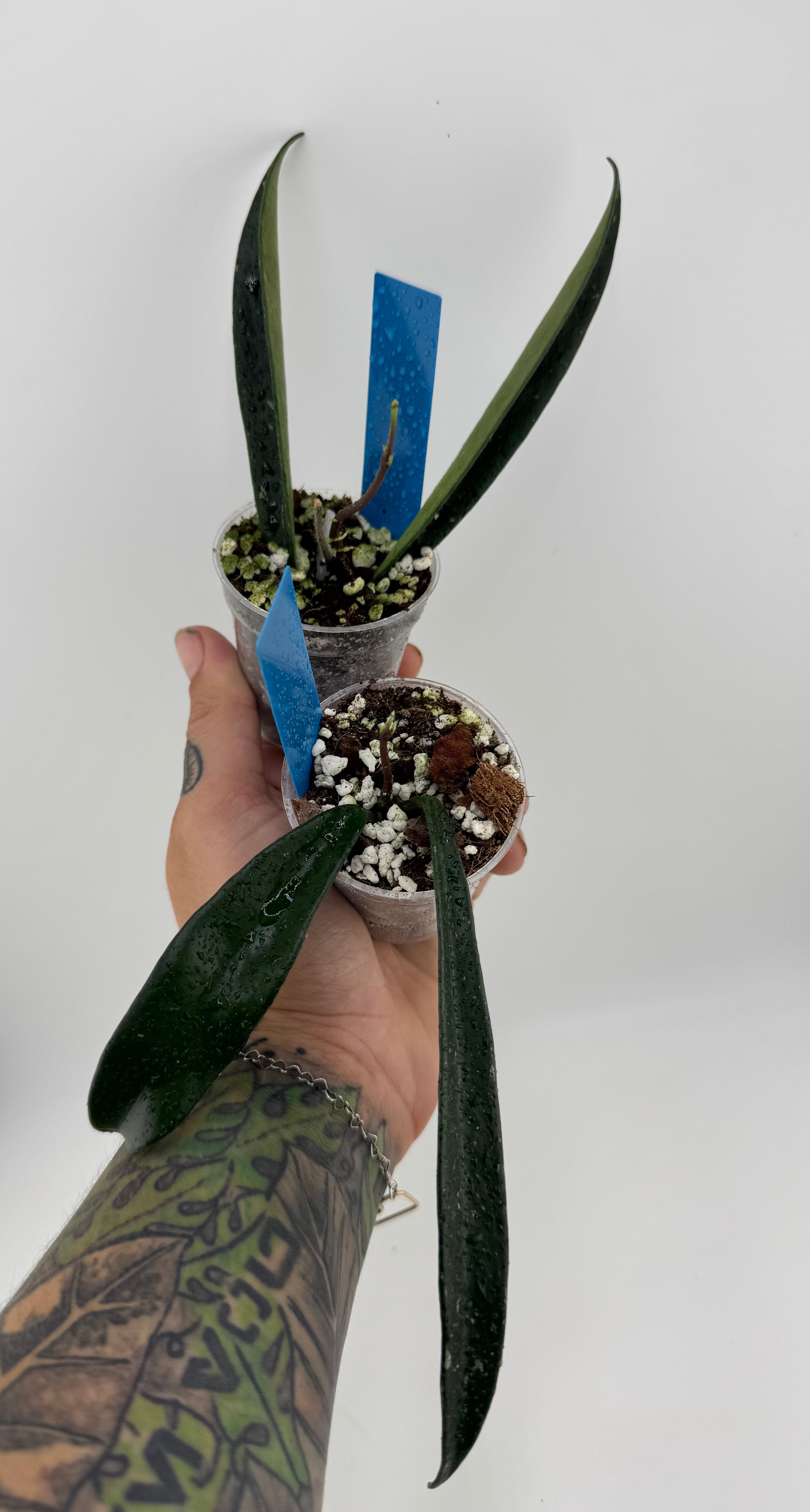 Hoya Minibelle low splash – Priest's Plant Paradise