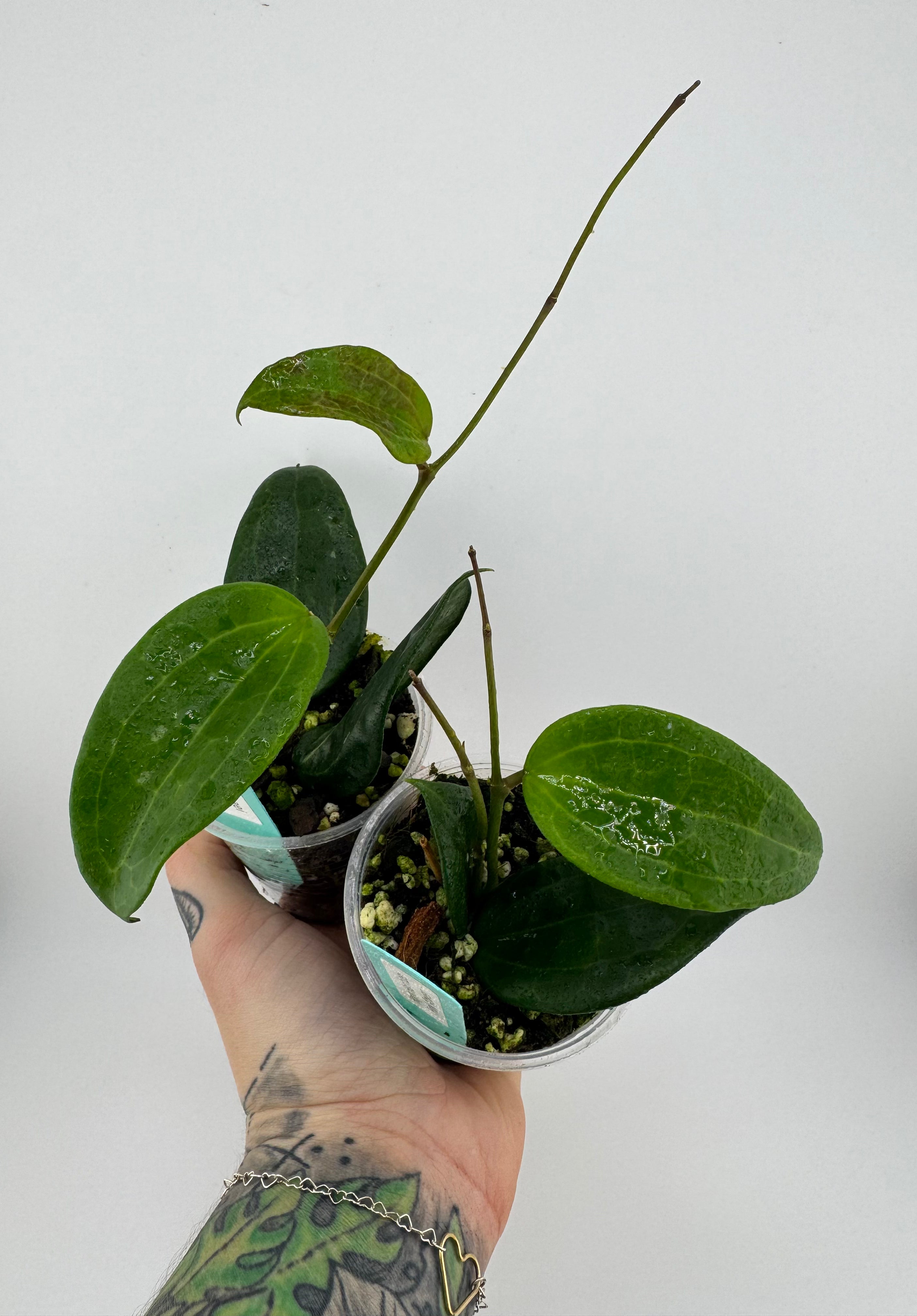 Hoya Hanhaei Pink Flower (rare tropical) – Priest's Plant Paradise