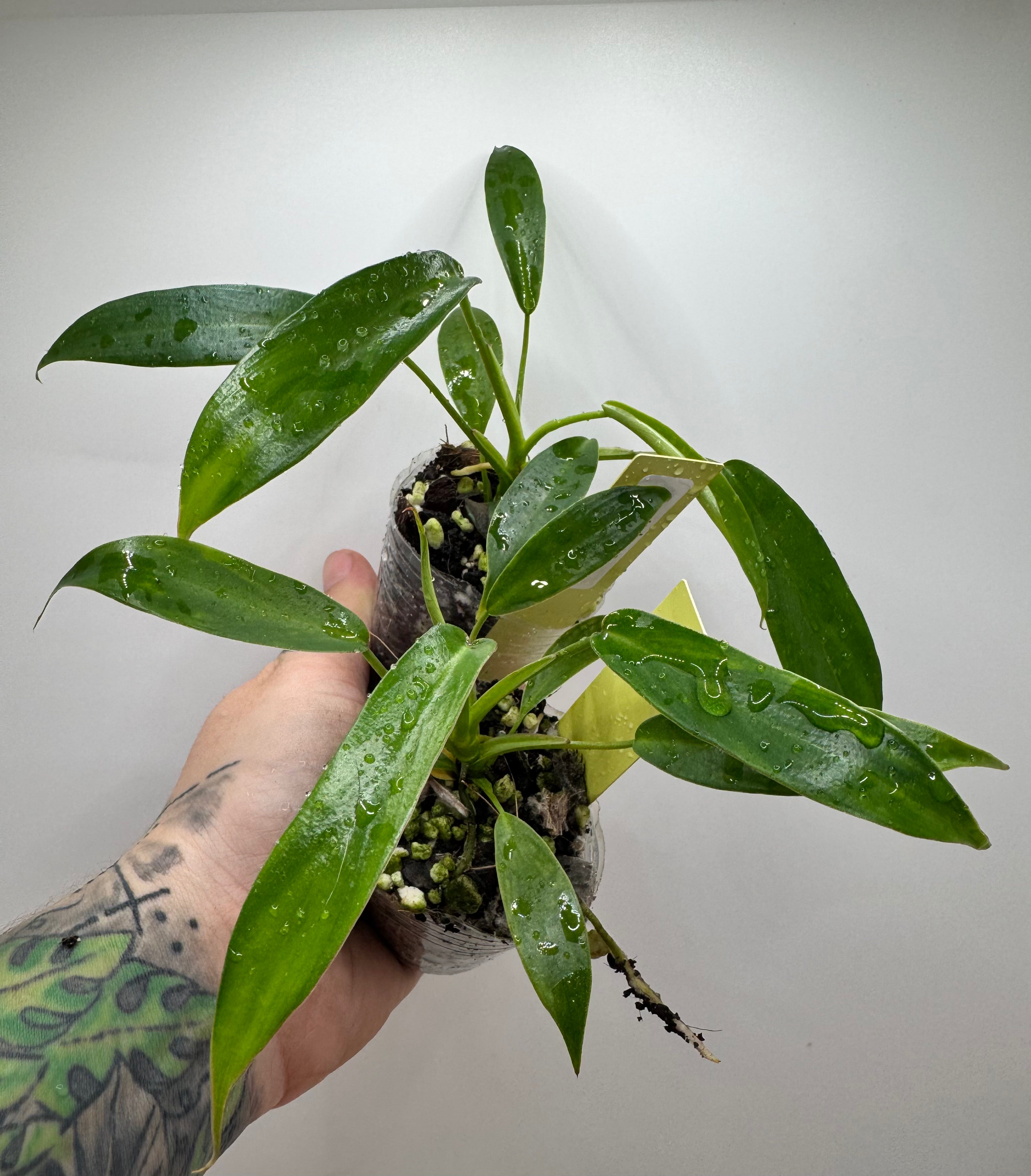 Philodendron joepii – Priest's Plant Paradise