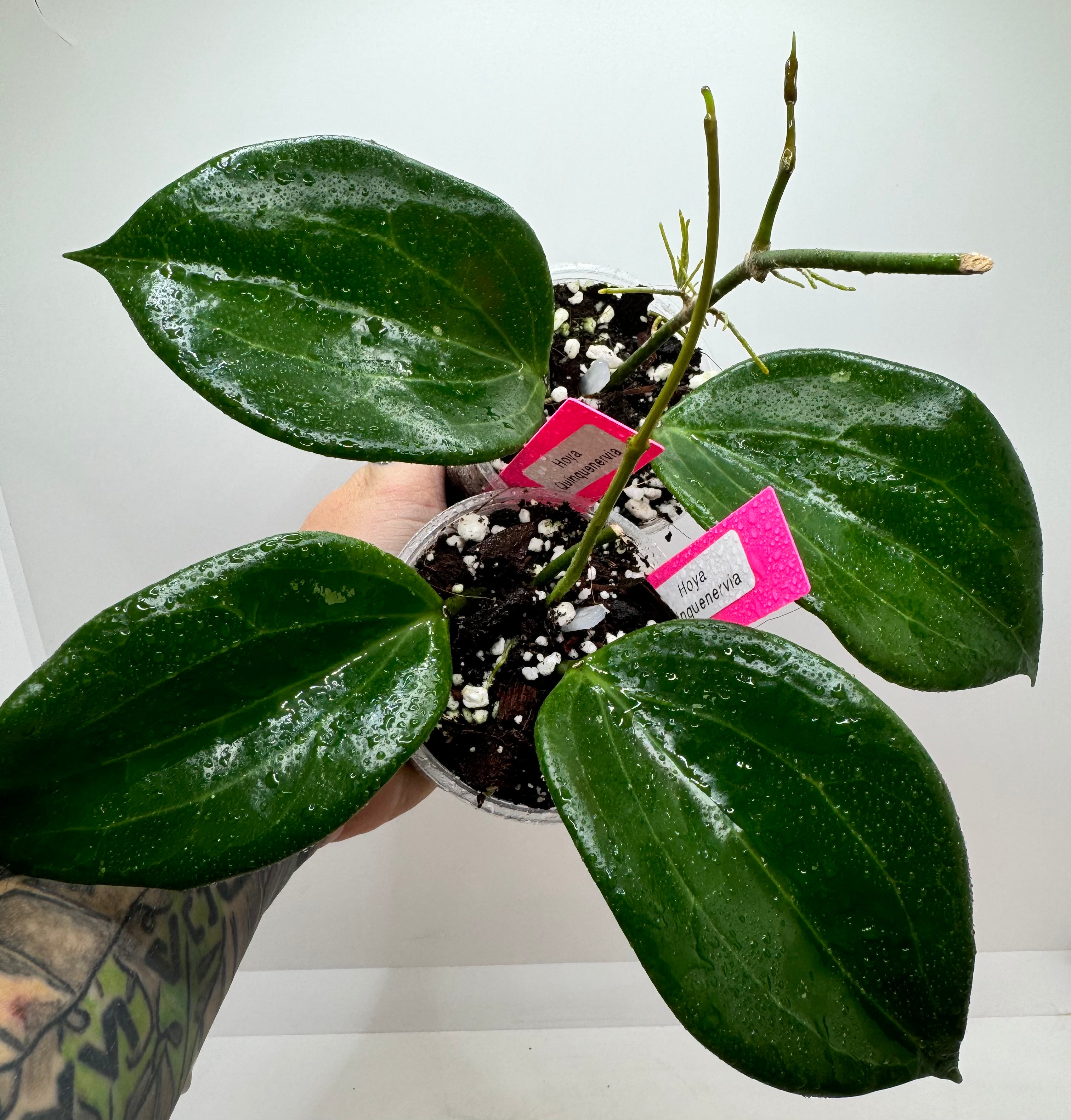 Hoya quinquenervia – Priest's Plant Paradise