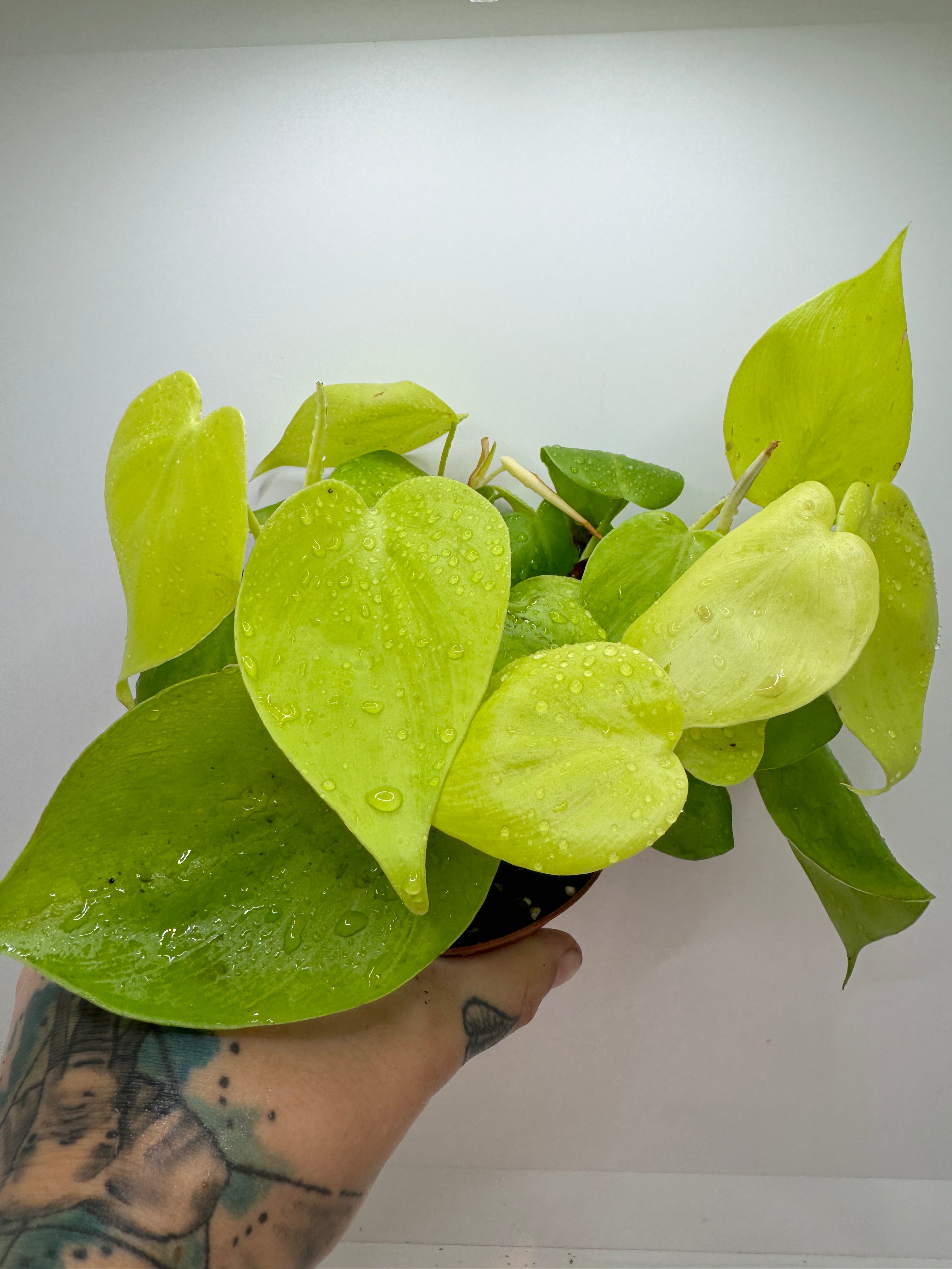 Philodendron heartleaf ‘Neon’ – Priest's Plant Paradise