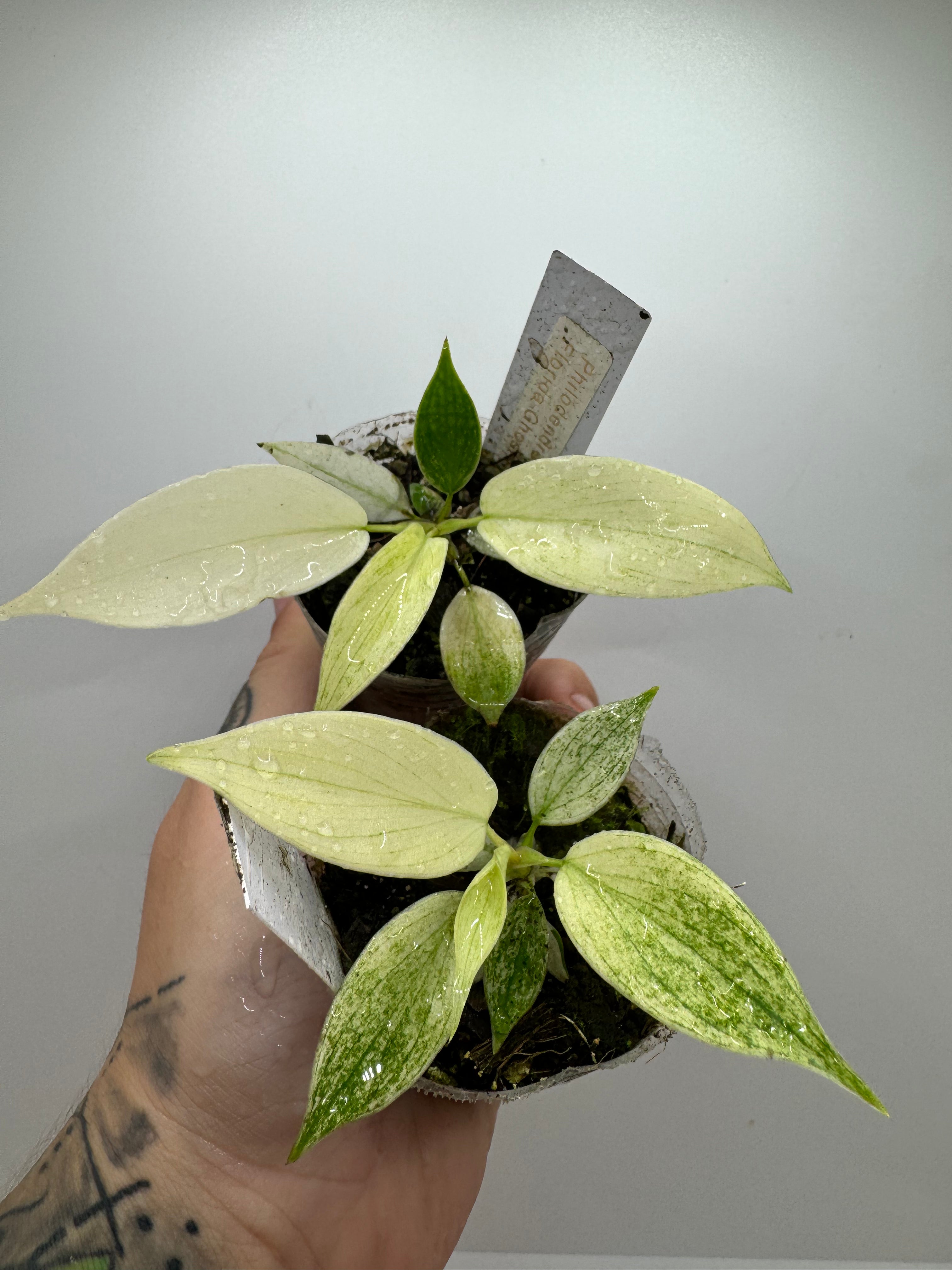 Philodendron Florida Ghost (Rare tropical) – Priest's Plant Paradise