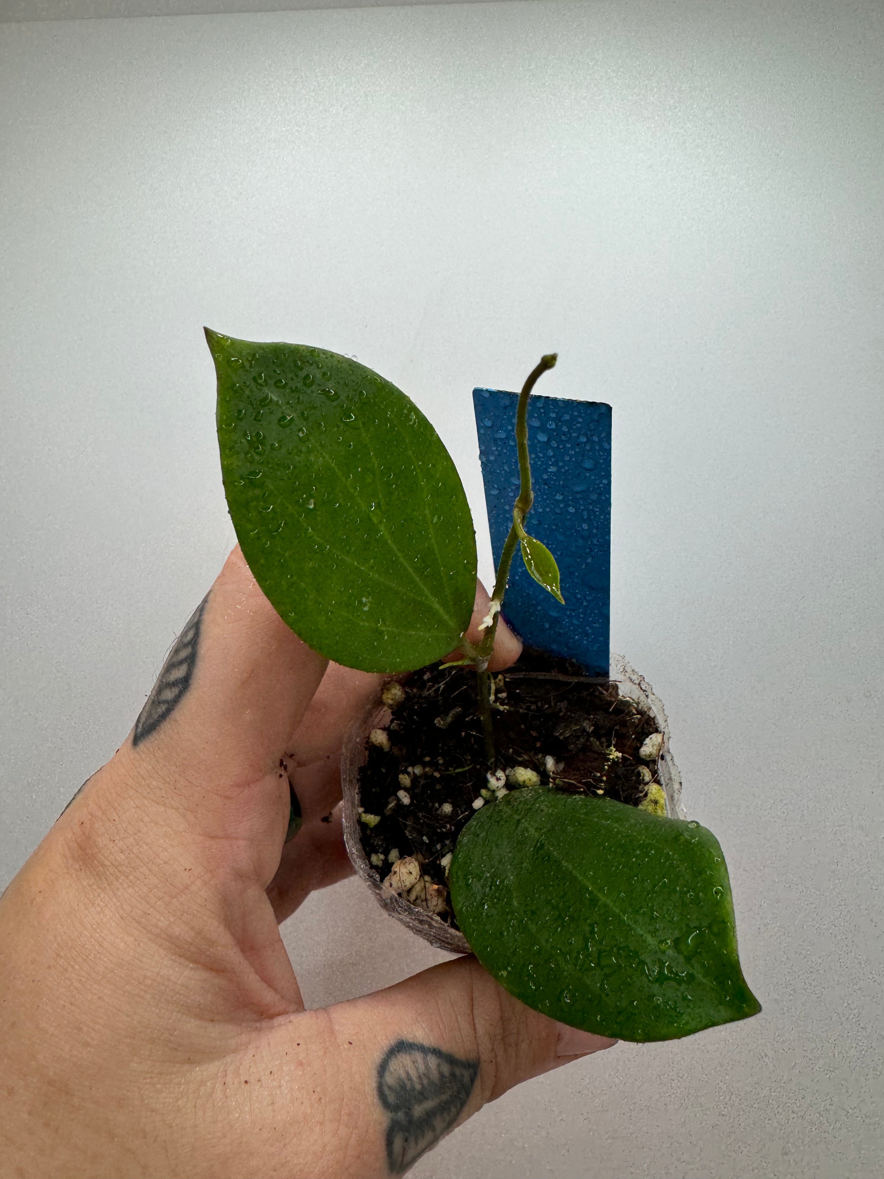 Hoya Genieve – Priest's Plant Paradise