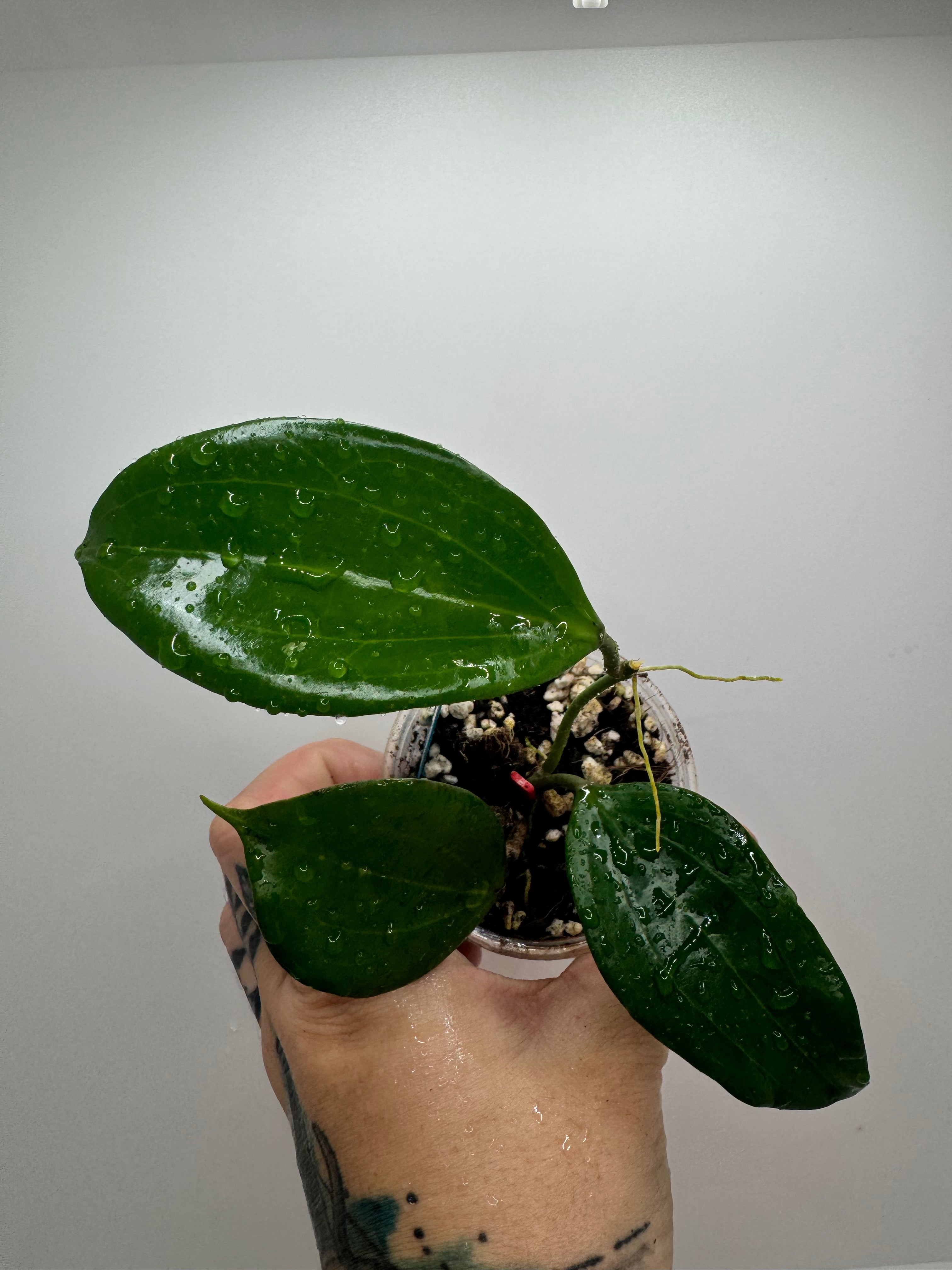 Hoya quinquenervia – Priest's Plant Paradise