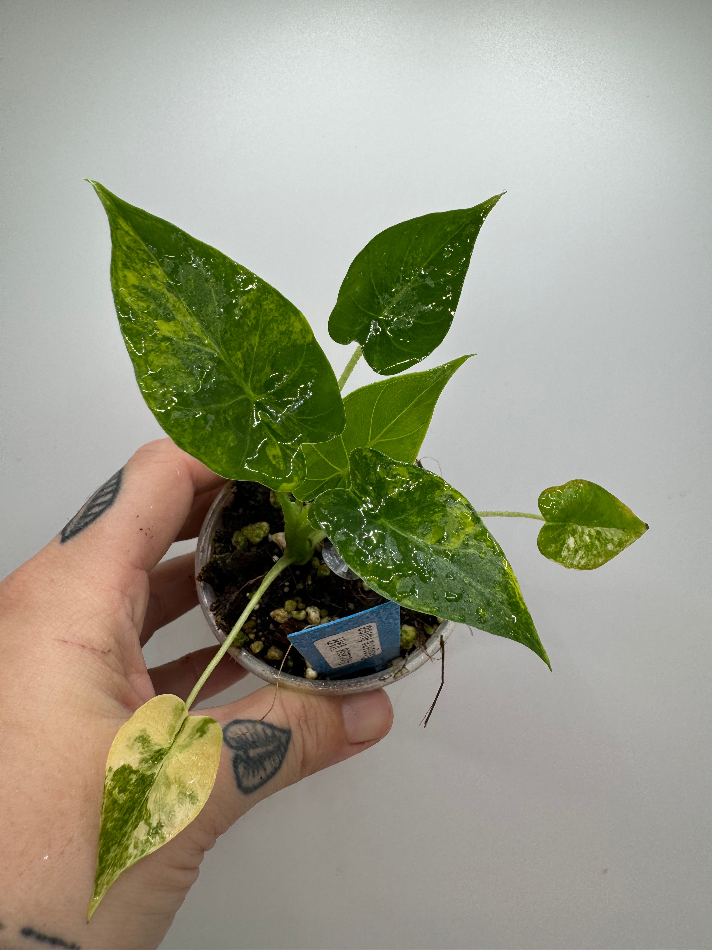 Alocasia Gagaena Aurea (rare tropical) – Priest's Plant Paradise